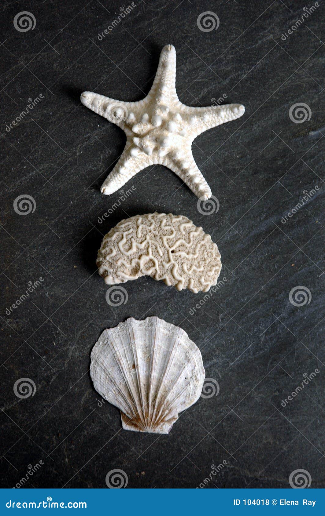 Three Sea Shapes stock photo. Image of gather, nautilus - 104018
