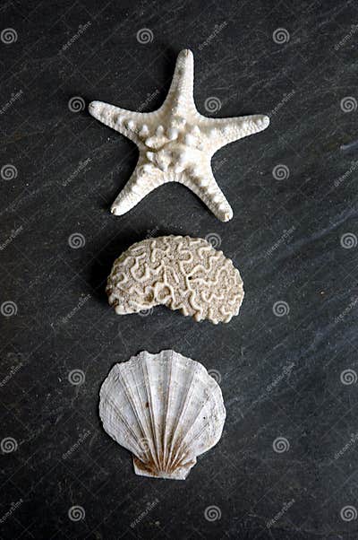 Three Sea Shapes stock photo. Image of gather, nautilus - 104018
