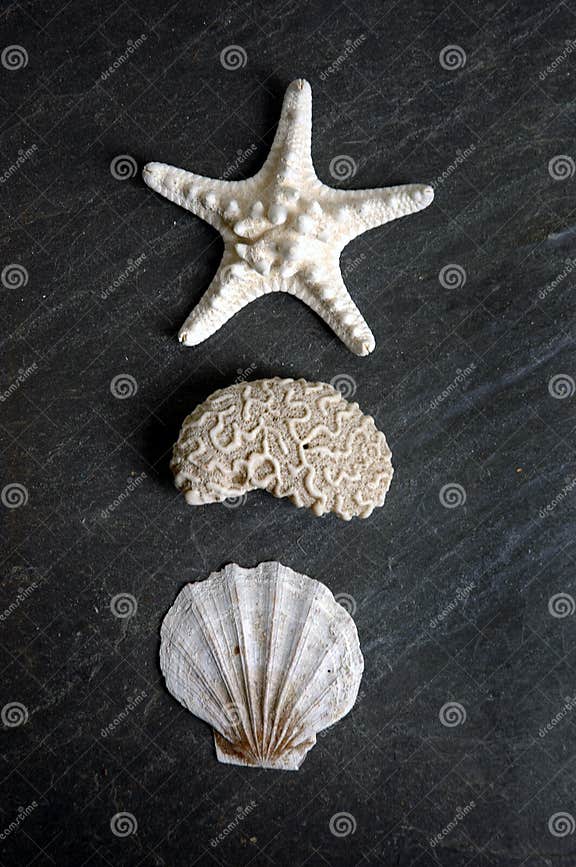 Three Sea Shapes stock photo. Image of gather, nautilus - 104018