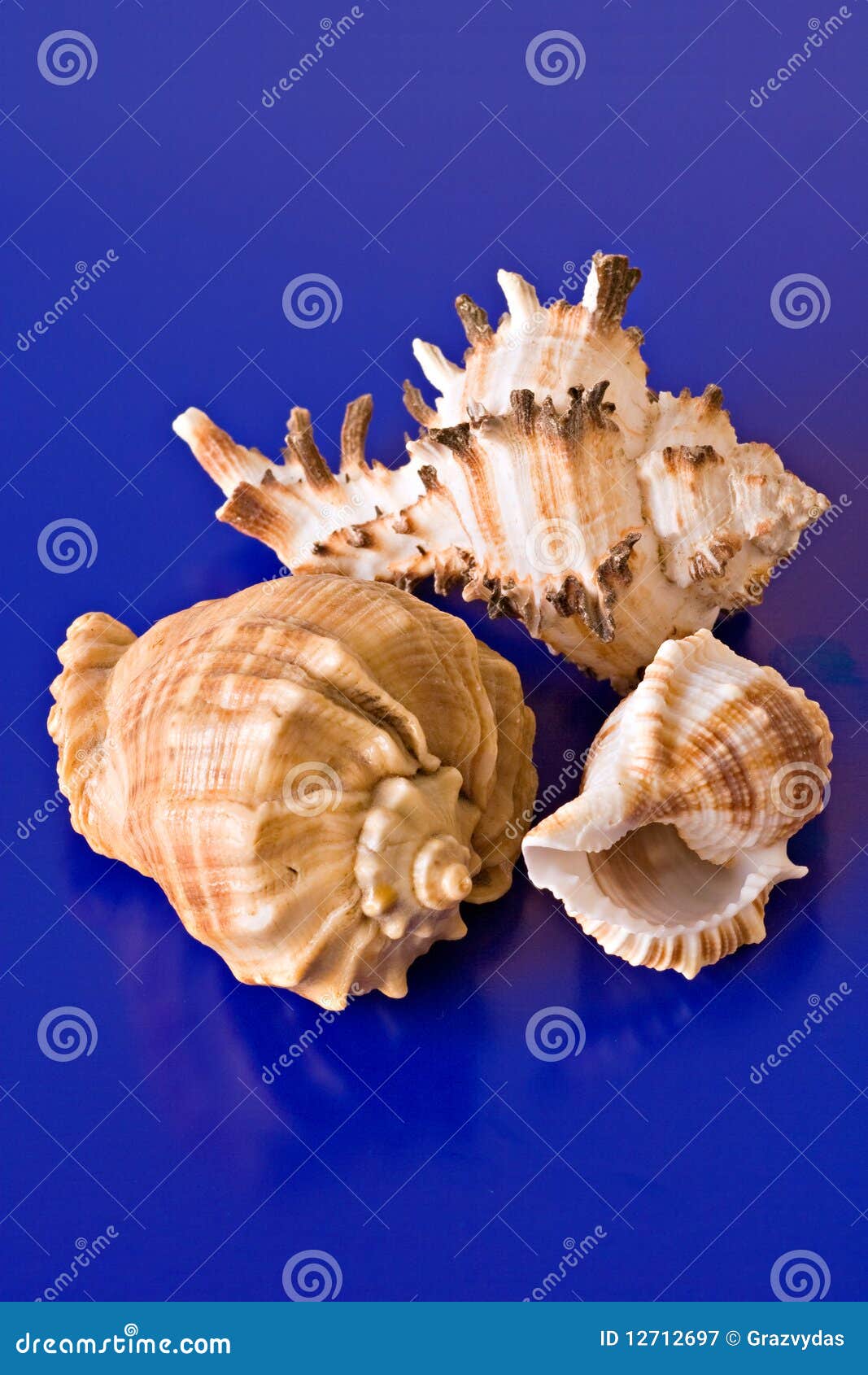 Three sea shells stock image. Image of calm, blue, mollusk - 12712697