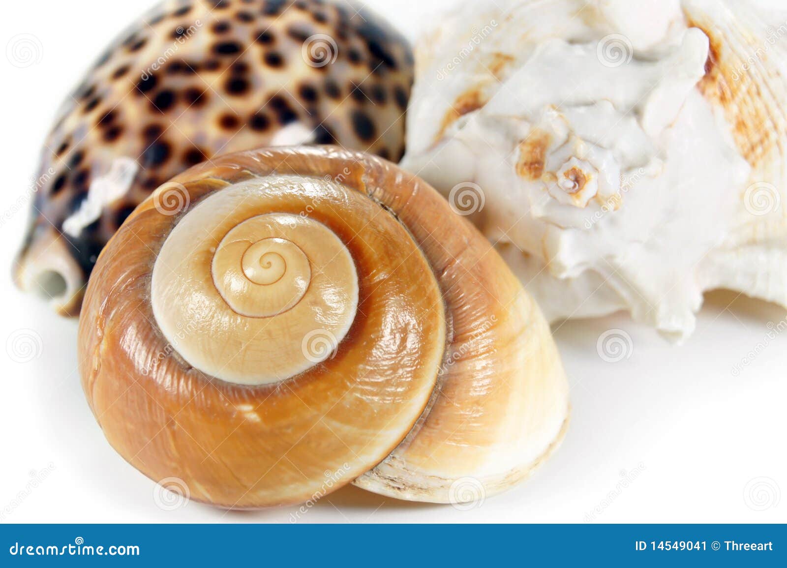Three Sea Shells stock image. Image of studio, holiday - 14549041