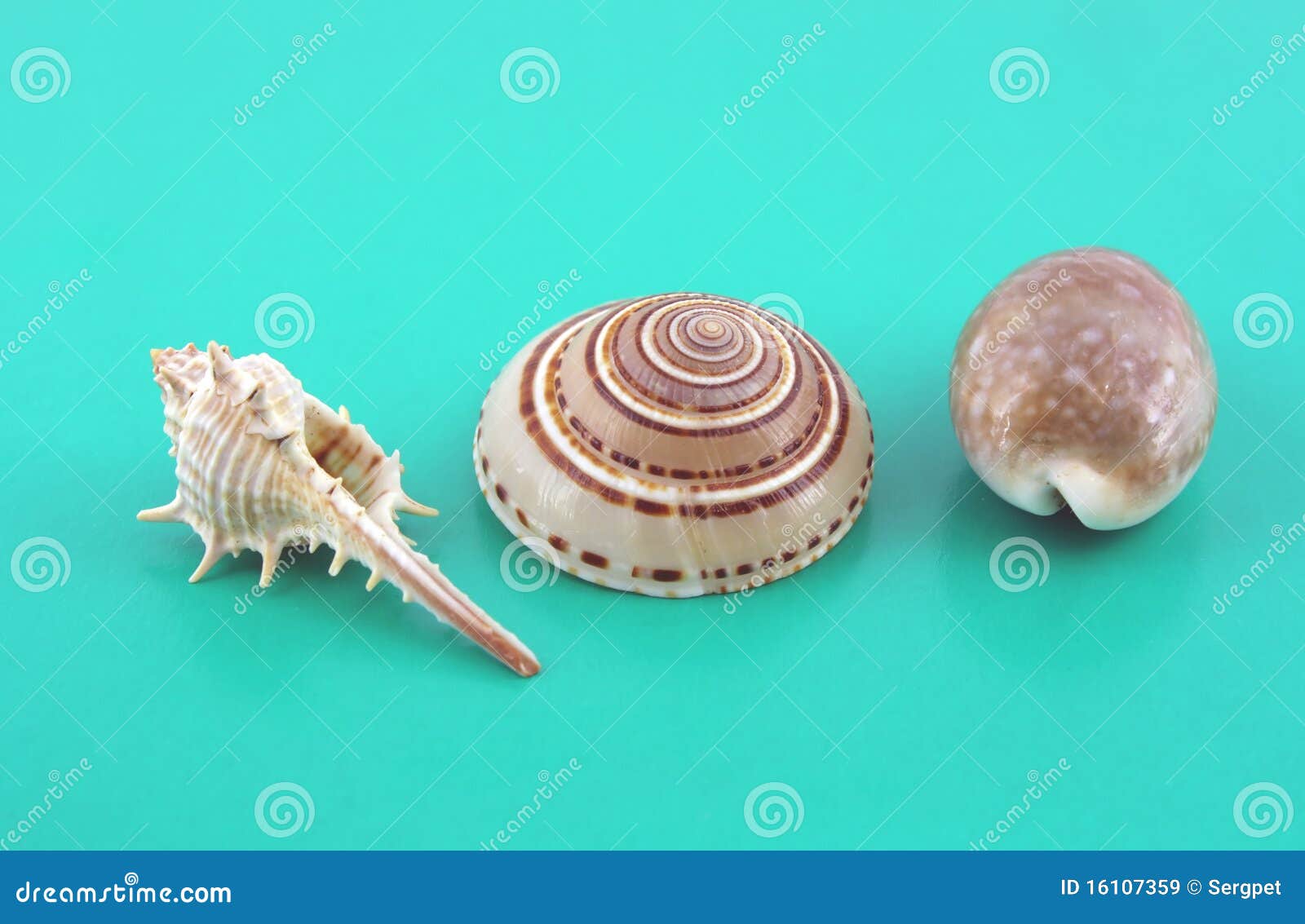 Three sea shells stock image. Image of textured, individuality - 16107359