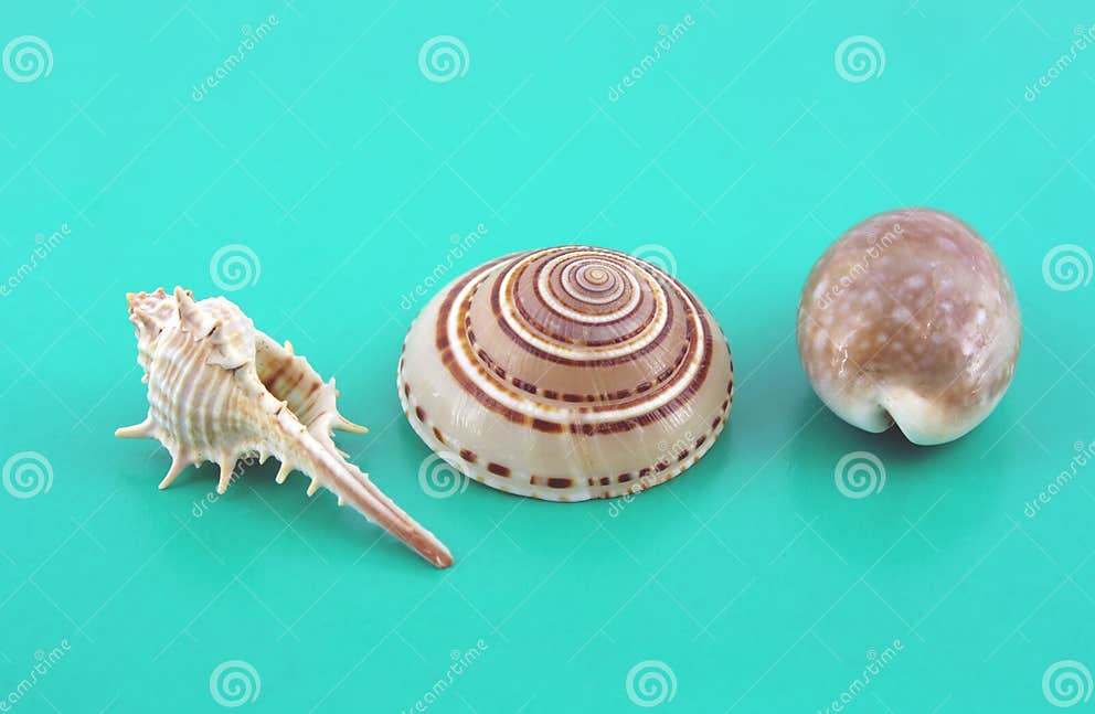 Three sea shells stock image. Image of textured, individuality - 16107359