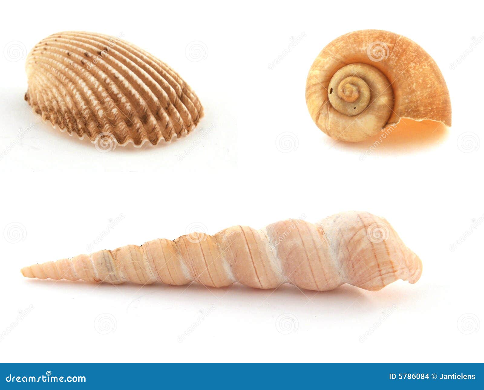 Three Sea Shells stock photo. Image of seashell, seashells - 5786084