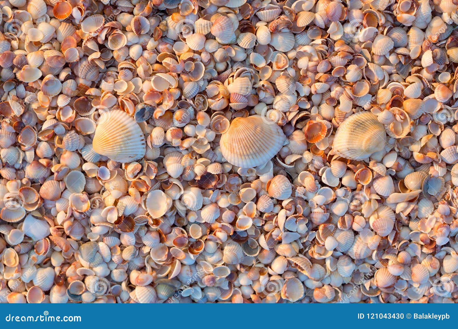 Three Sea Shells on the Background Stock Photo - Image of nature ...