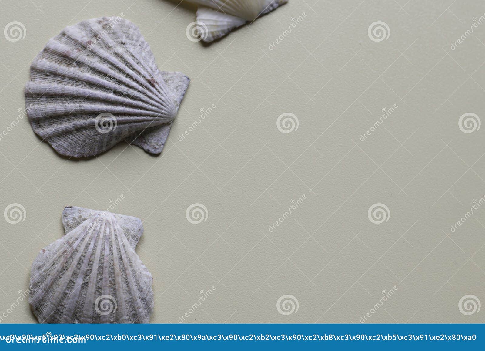 Sea Shells on the Neutral Background. Space for Text. Stock Image ...