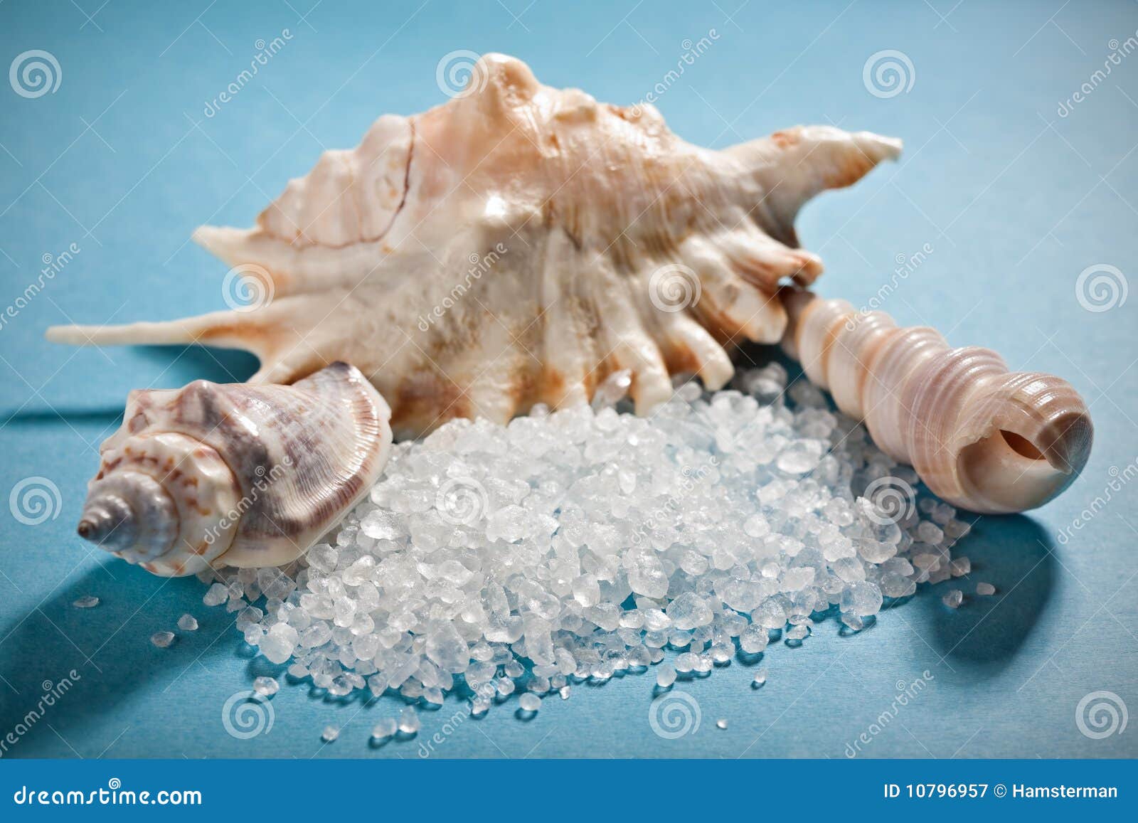 Three Sea Shells with Salt on Blue Stock Image - Image of mollusk ...