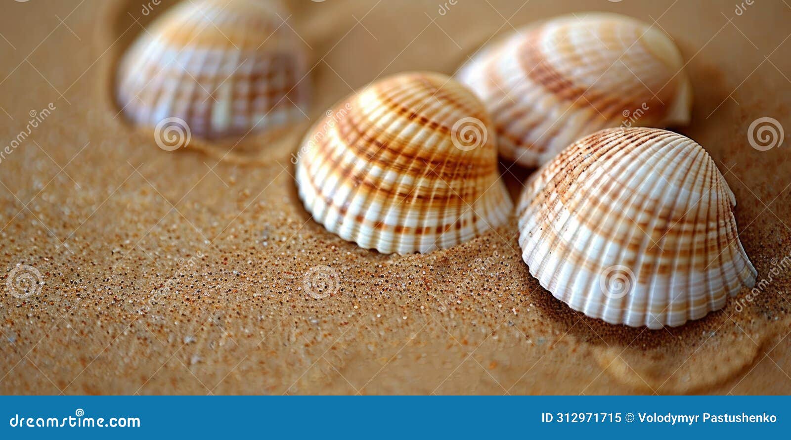 Three Sea Shells on a Sandy Beach Stock Image - Image of cockle ...