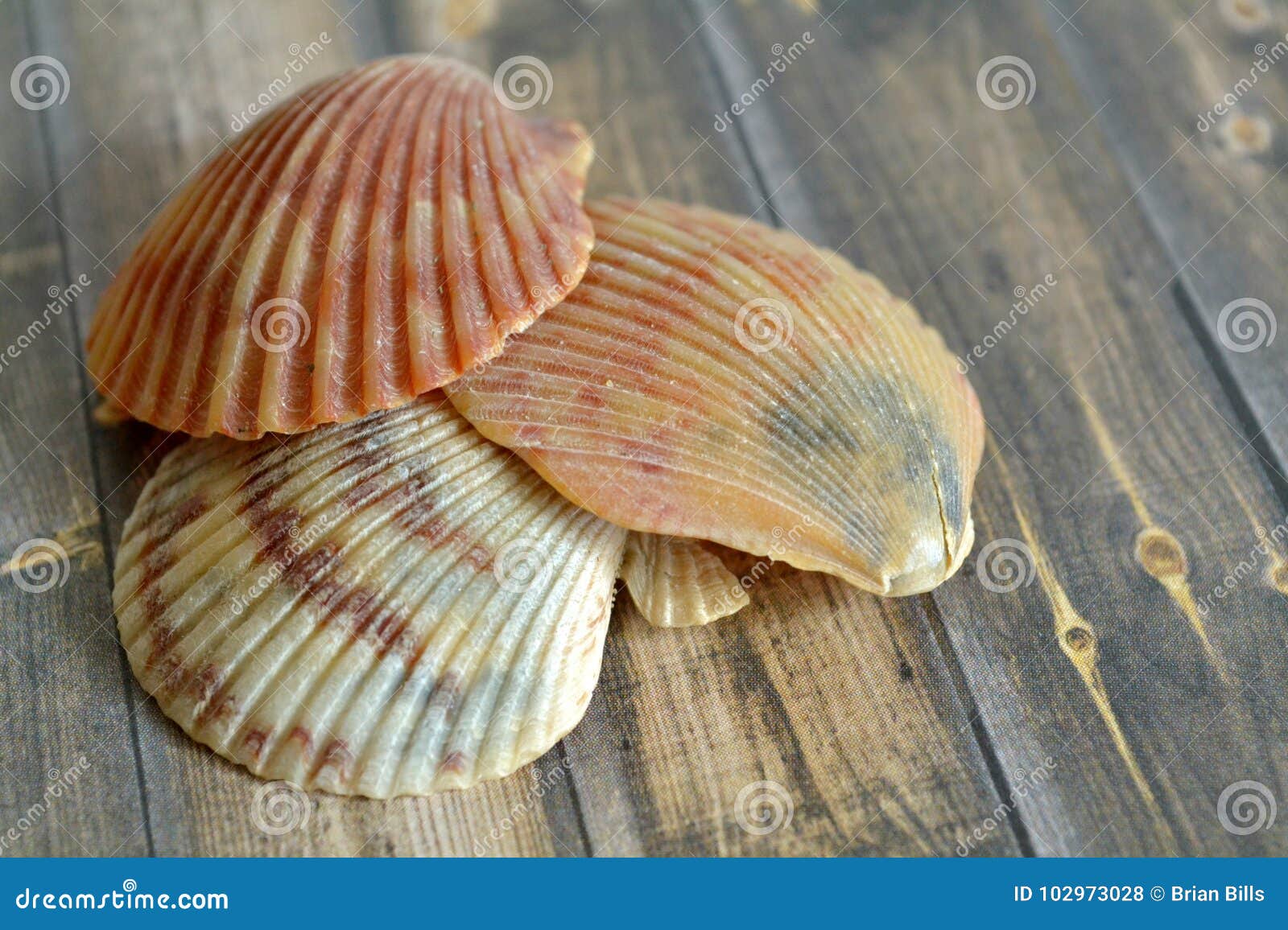 Three Sea Shells stock photo. Image of wood, stack, trio - 102973028