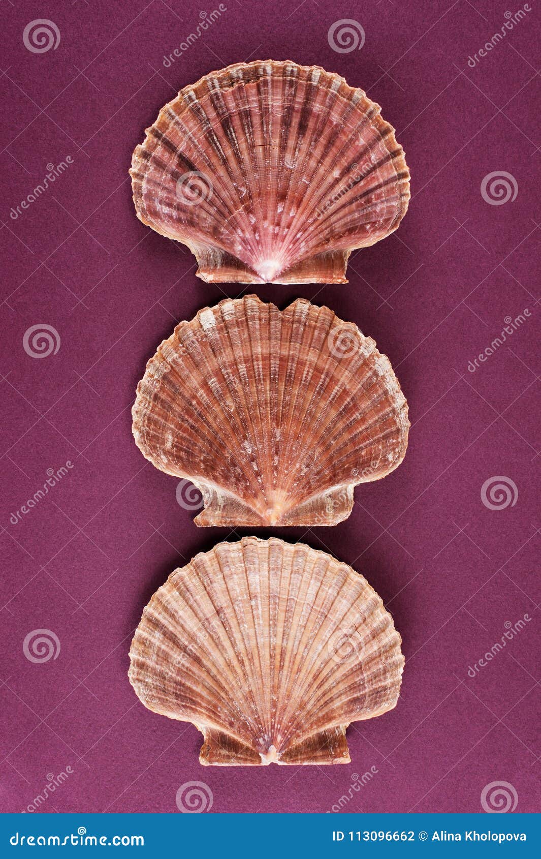 Three Sea Shells on the Textured Maroon Background Stock Photo - Image ...