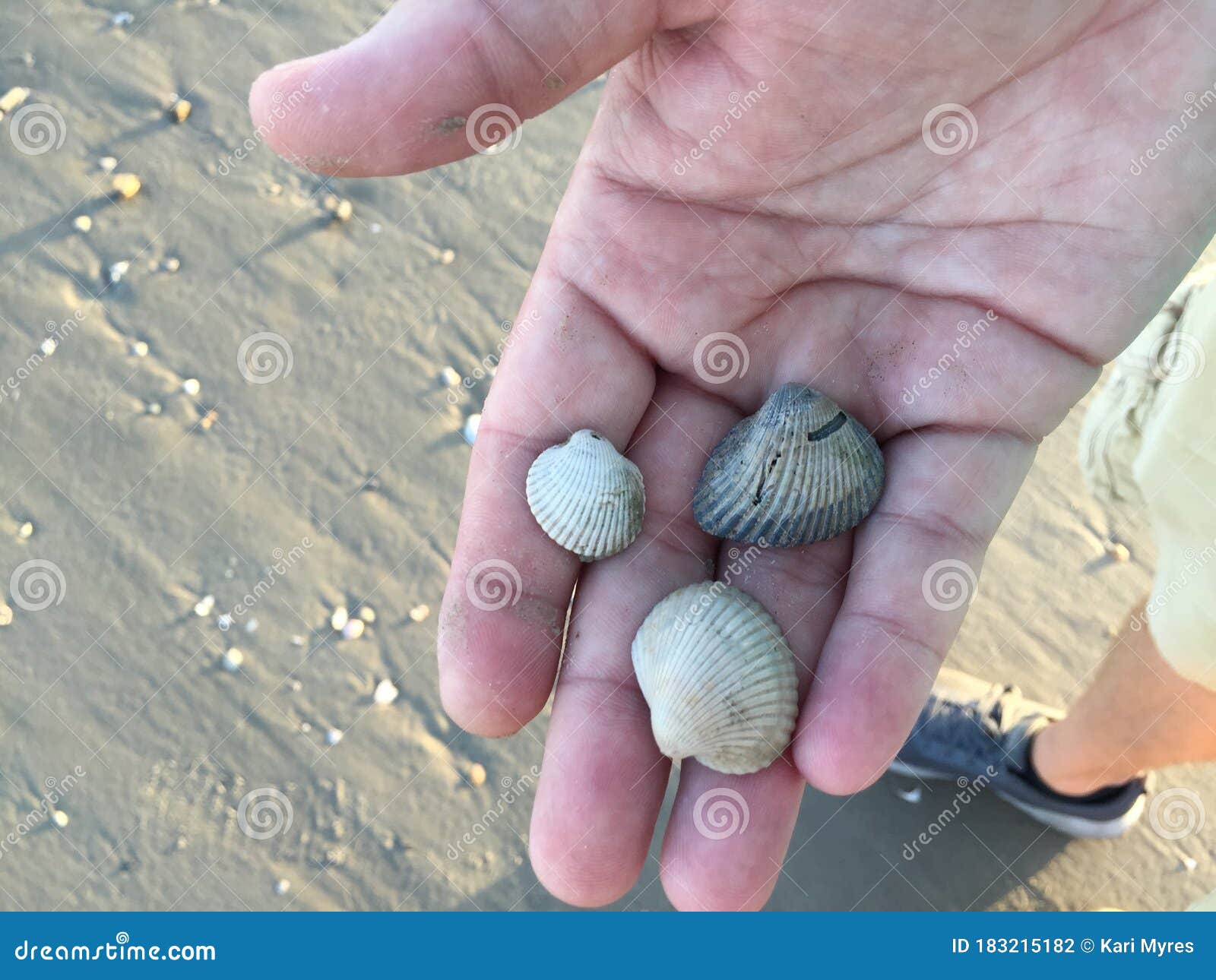 Three sea shells stock photo. Image of hand, shells - 183215182