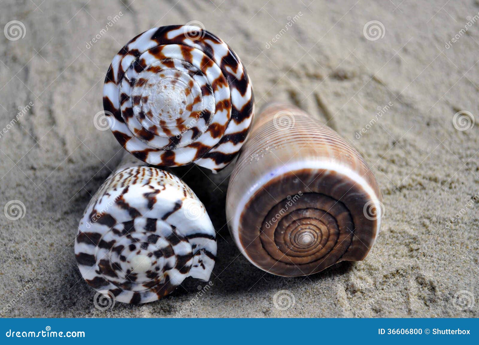 Three Sea Shells on Top of Each Other Stock Photo - Image of ridges ...