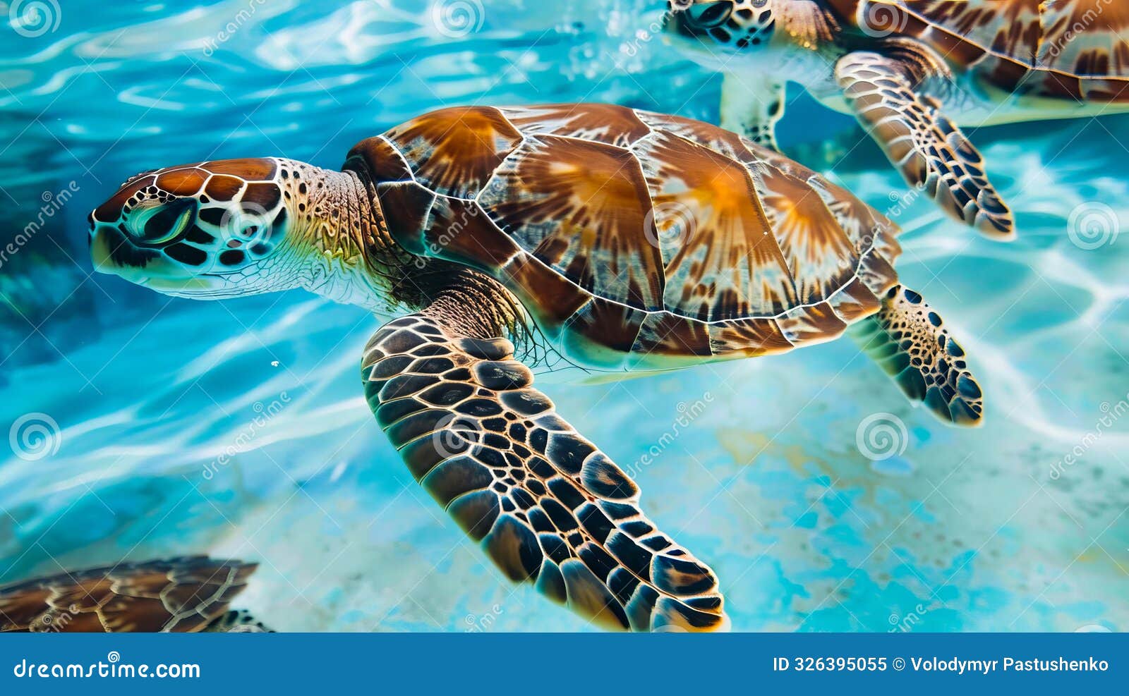 Three Sea Turtles Swimming in the Water Stock Image - Image of tortoise ...