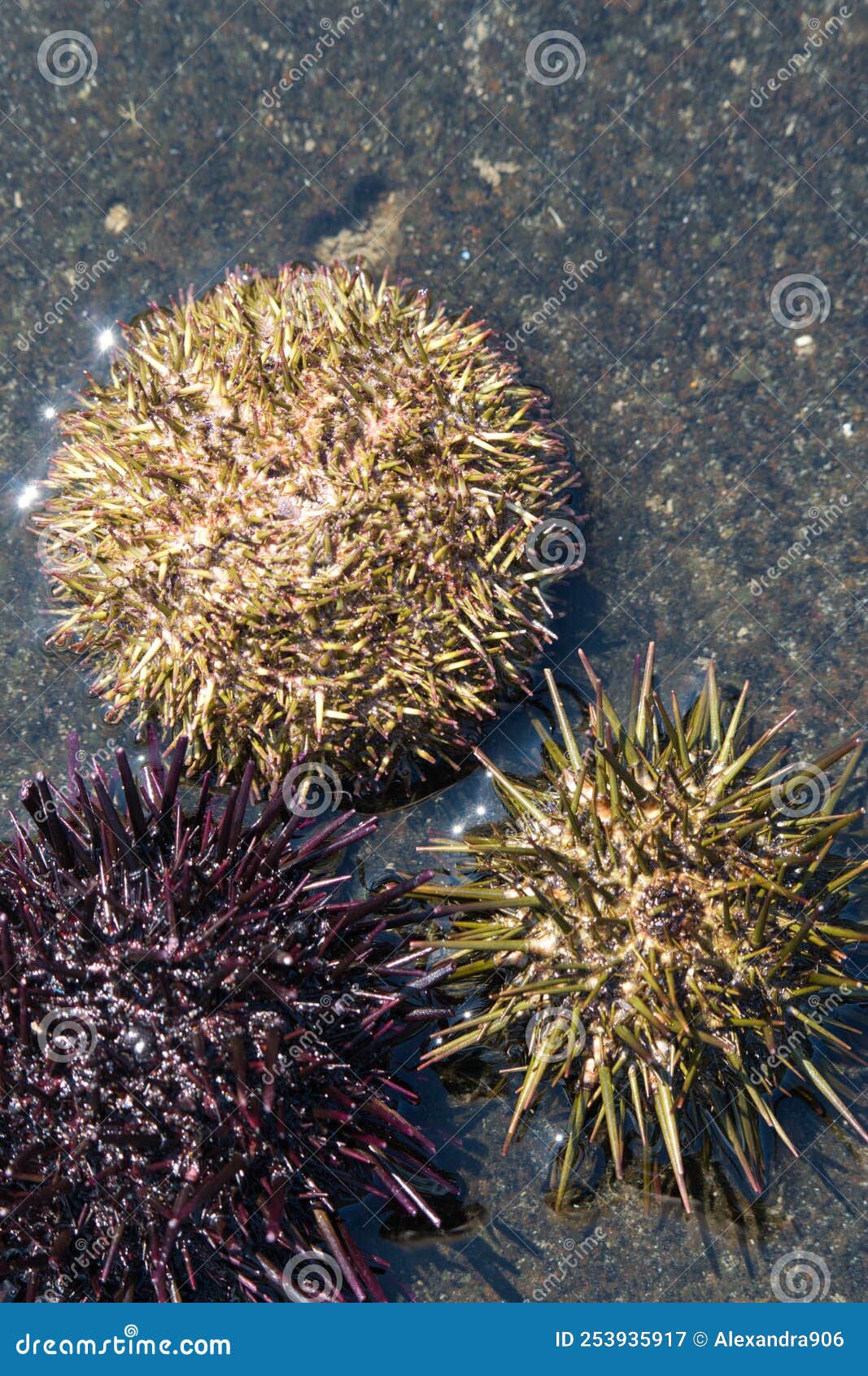 Three Sea Urchins in Water on Rock Stock Image - Image of hokkaido ...