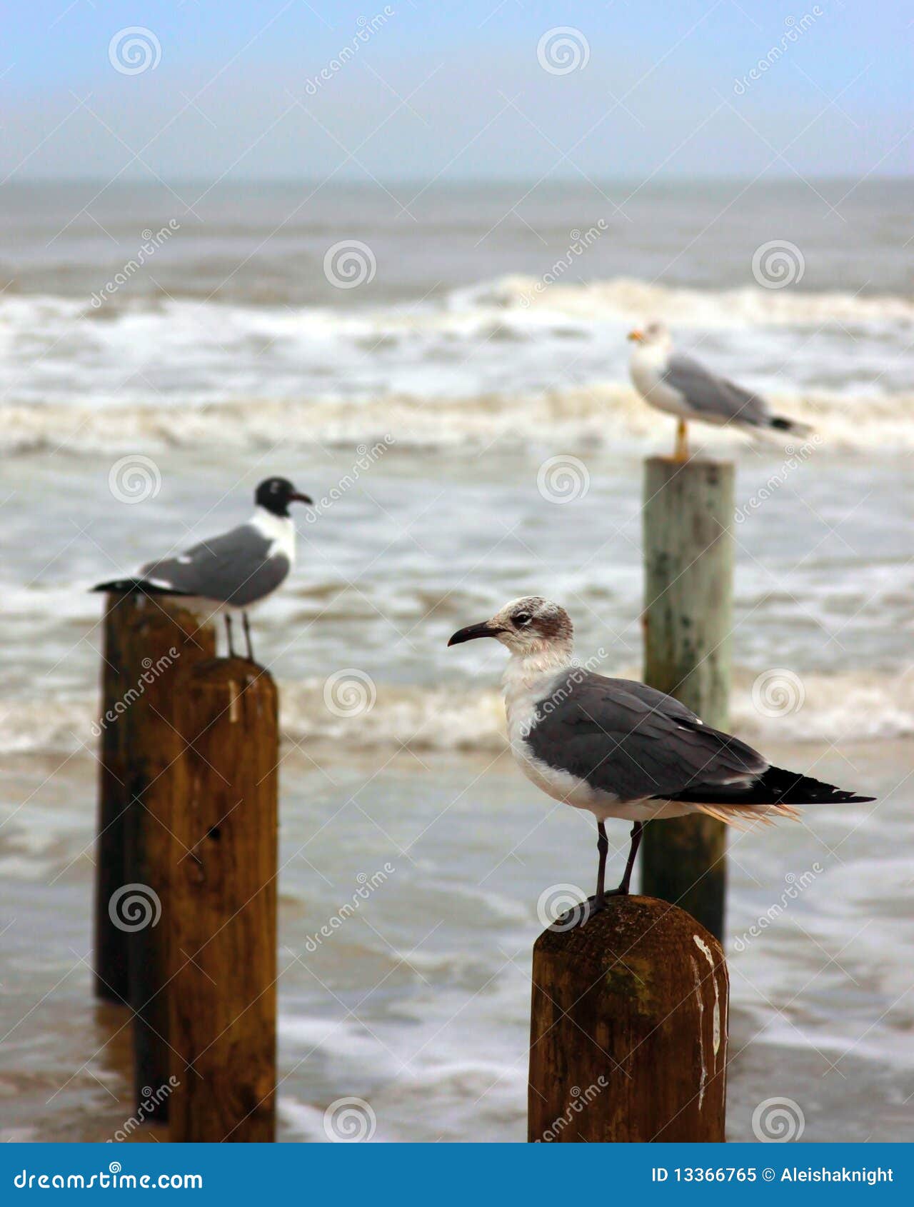 Three Seagulls stock image. Image of variety, gloomy - 13366765
