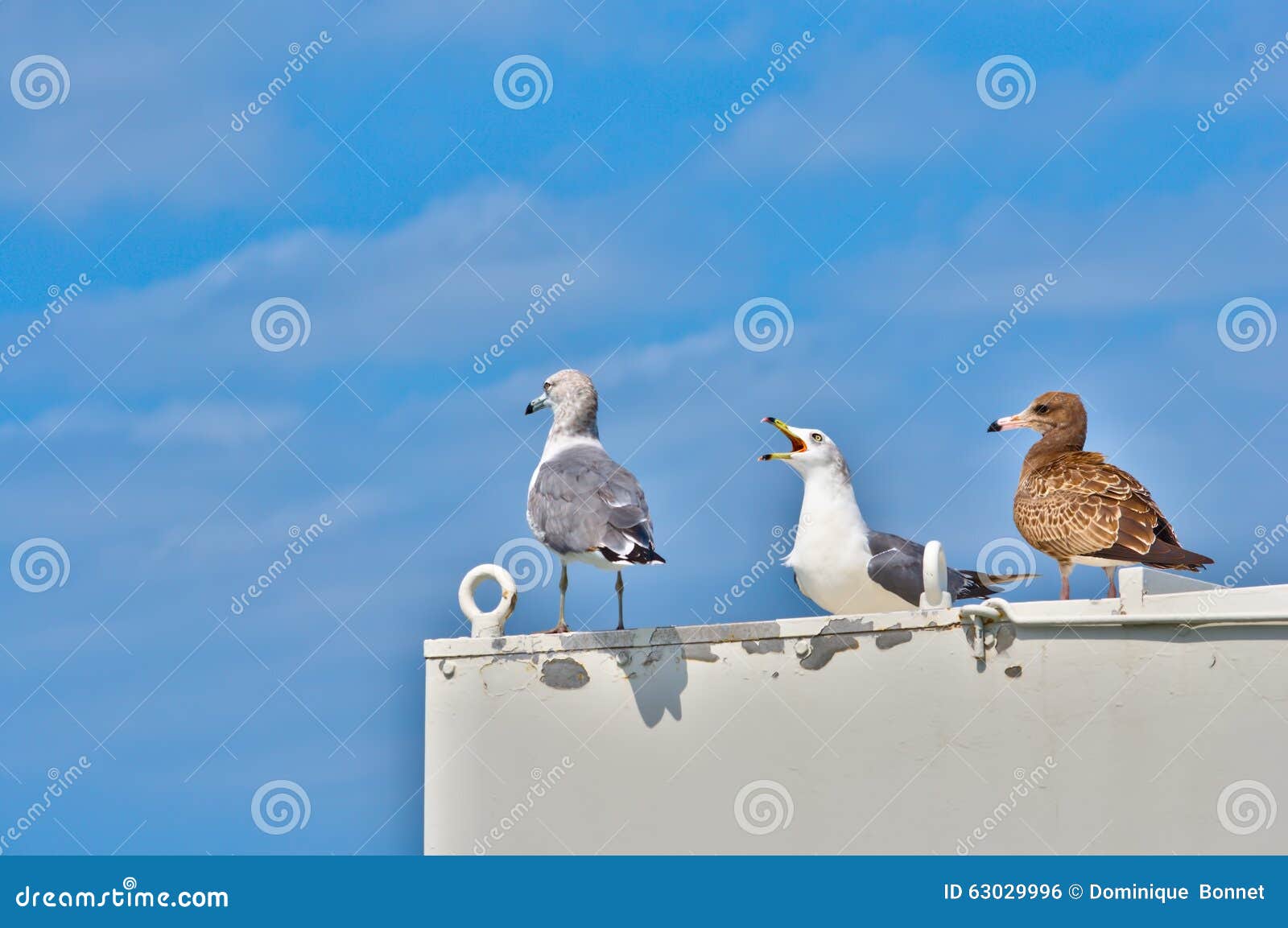 Three seagulls stock photo. Image of beautiful, cloud - 63029996