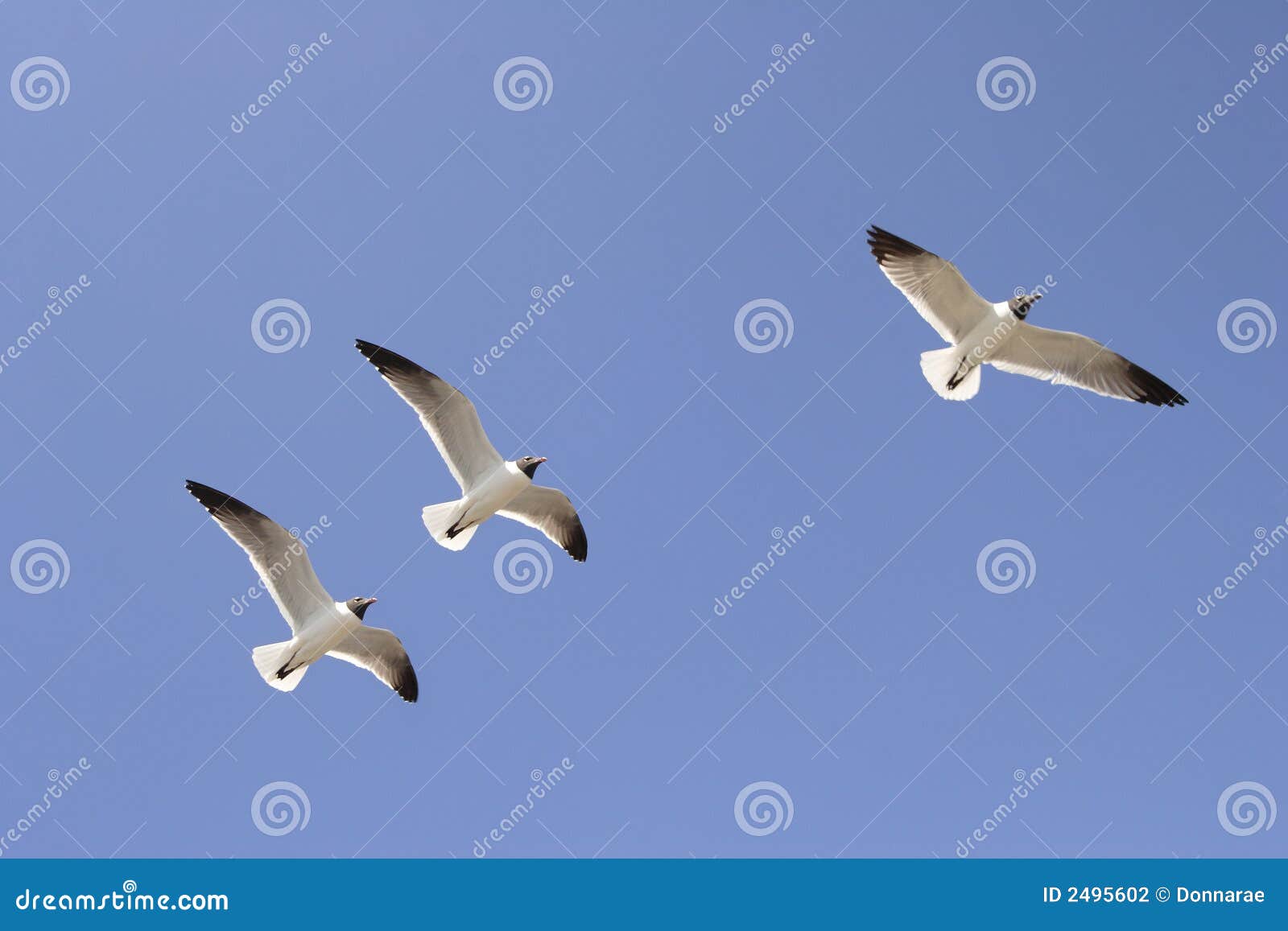 Three seagulls in flight stock photo. Image of wildlife - 2495602