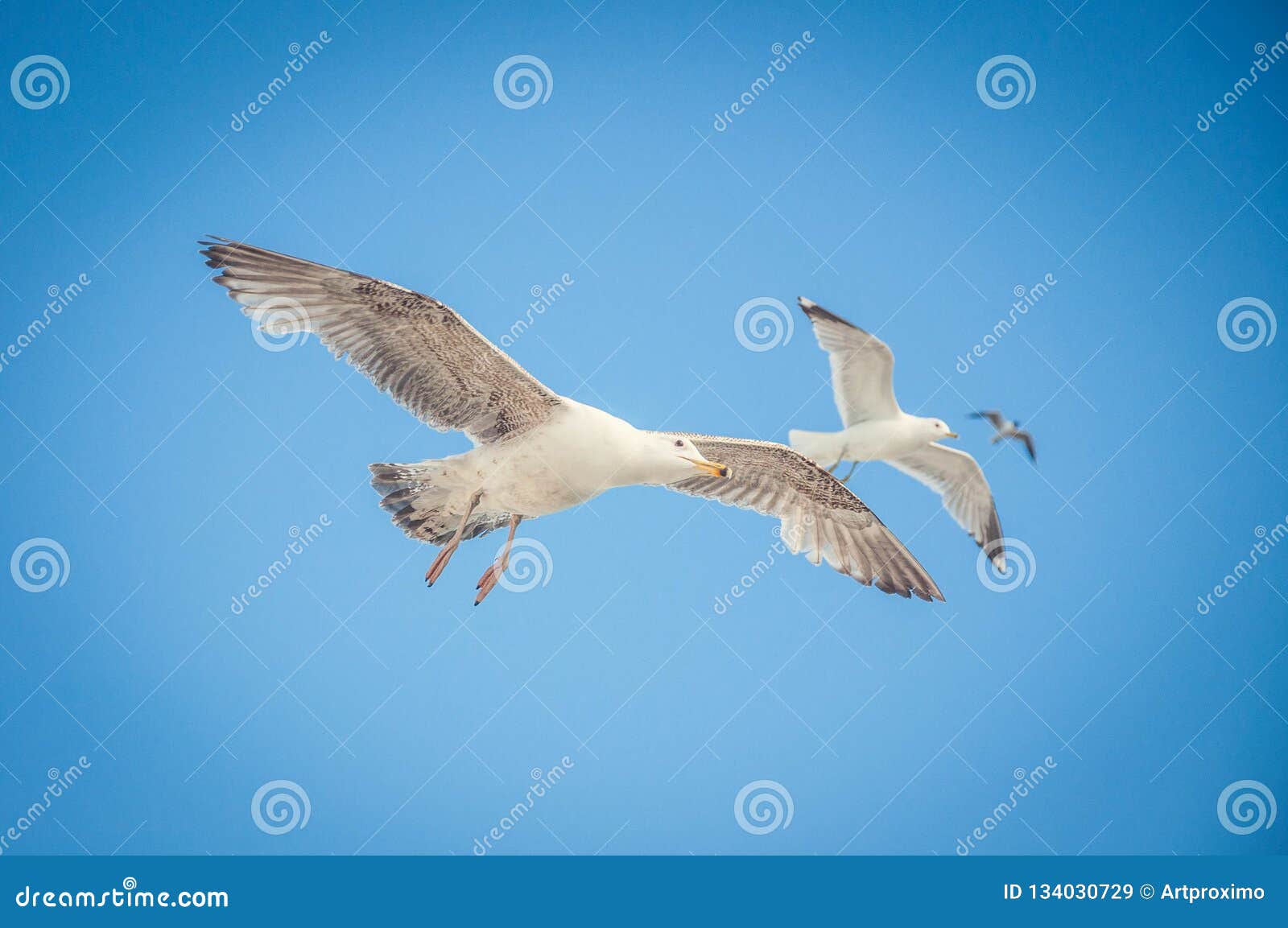 Three Seagulls in Flight Against a Clean Blue Sky Stock Image - Image ...