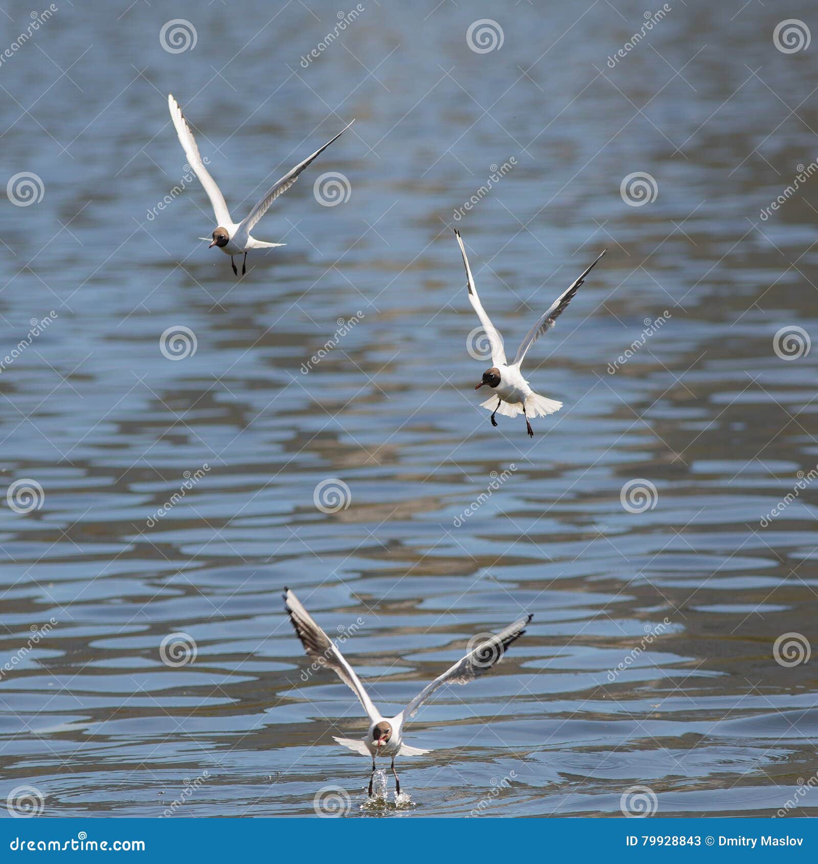 Three Seagulls in Flight Over the Water Stock Image - Image of view ...