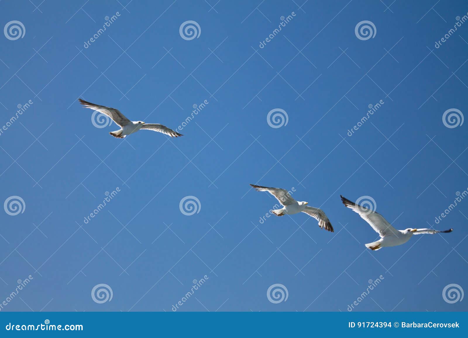 Three Seagulls Flying Above in Blue Sky Stock Photo - Image of bright ...