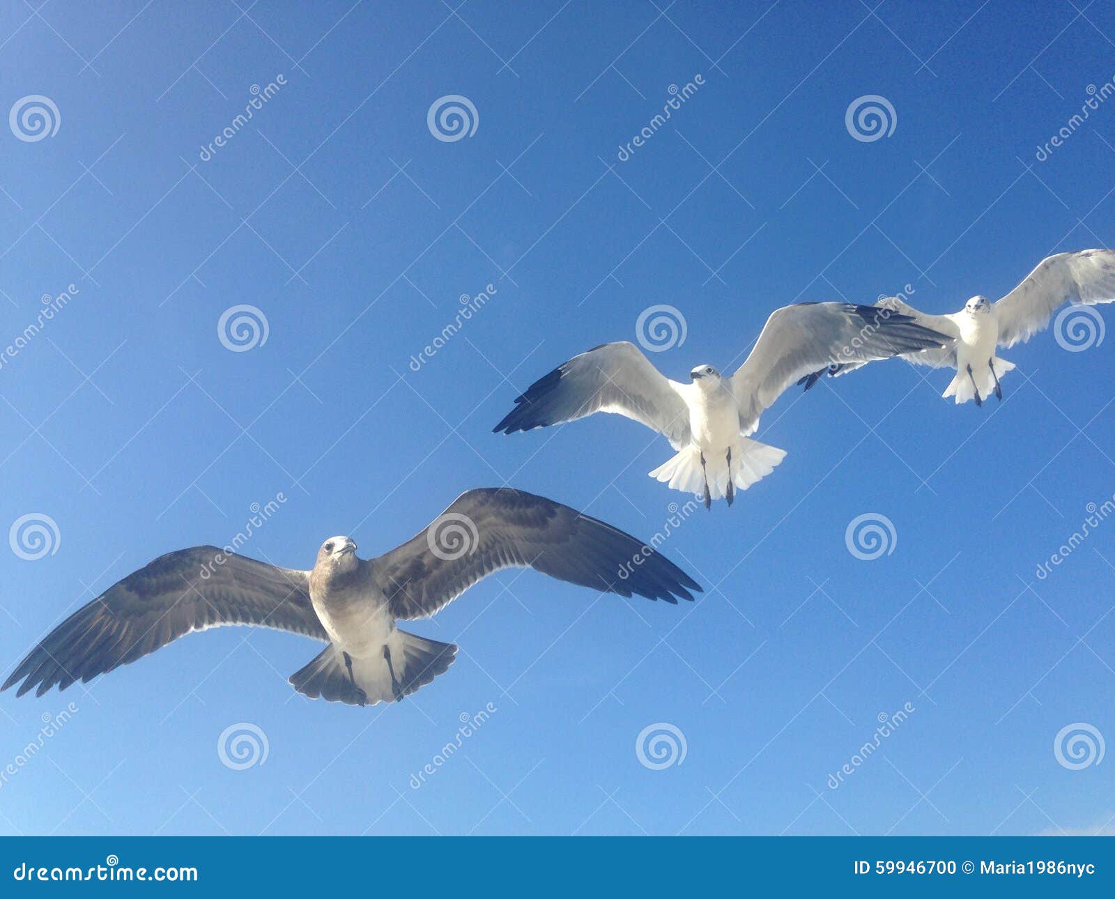 Three Seagulls Flying on Long Beach, Long Island. Stock Photo - Image ...