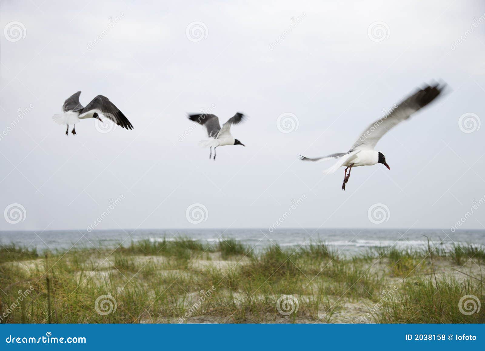 Three Seagulls Flying Over Beach. Stock Photo - Image of birds, gull ...