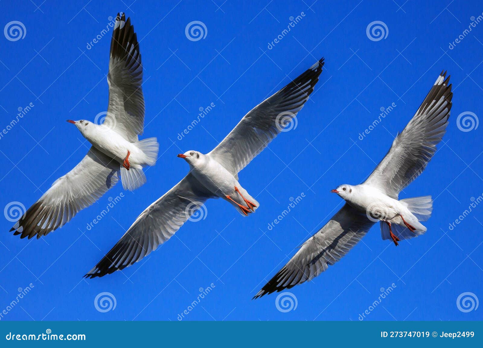 Three seagulls flying. stock image. Image of blue, wildlife - 273747019