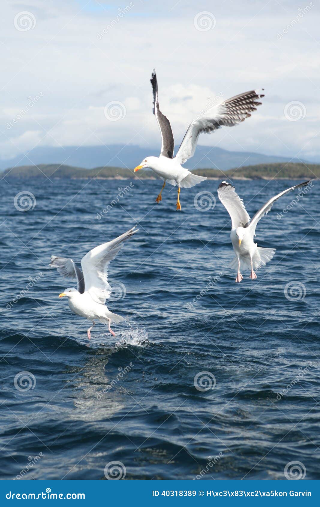 Three Seagulls stock image. Image of cloud, gull, sunlight - 40318389