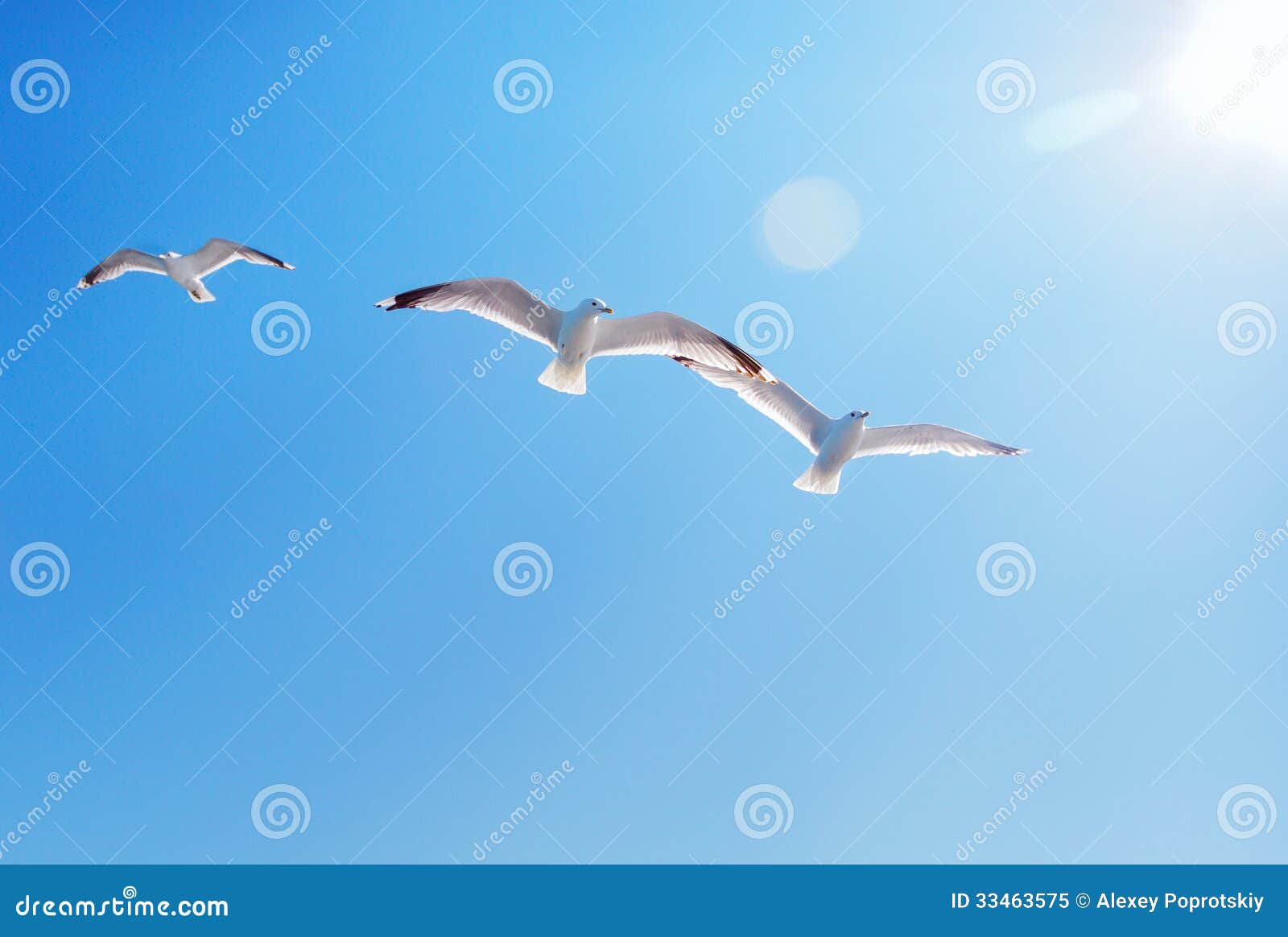 Three seagulls and sun stock image. Image of glare, coast - 33463575