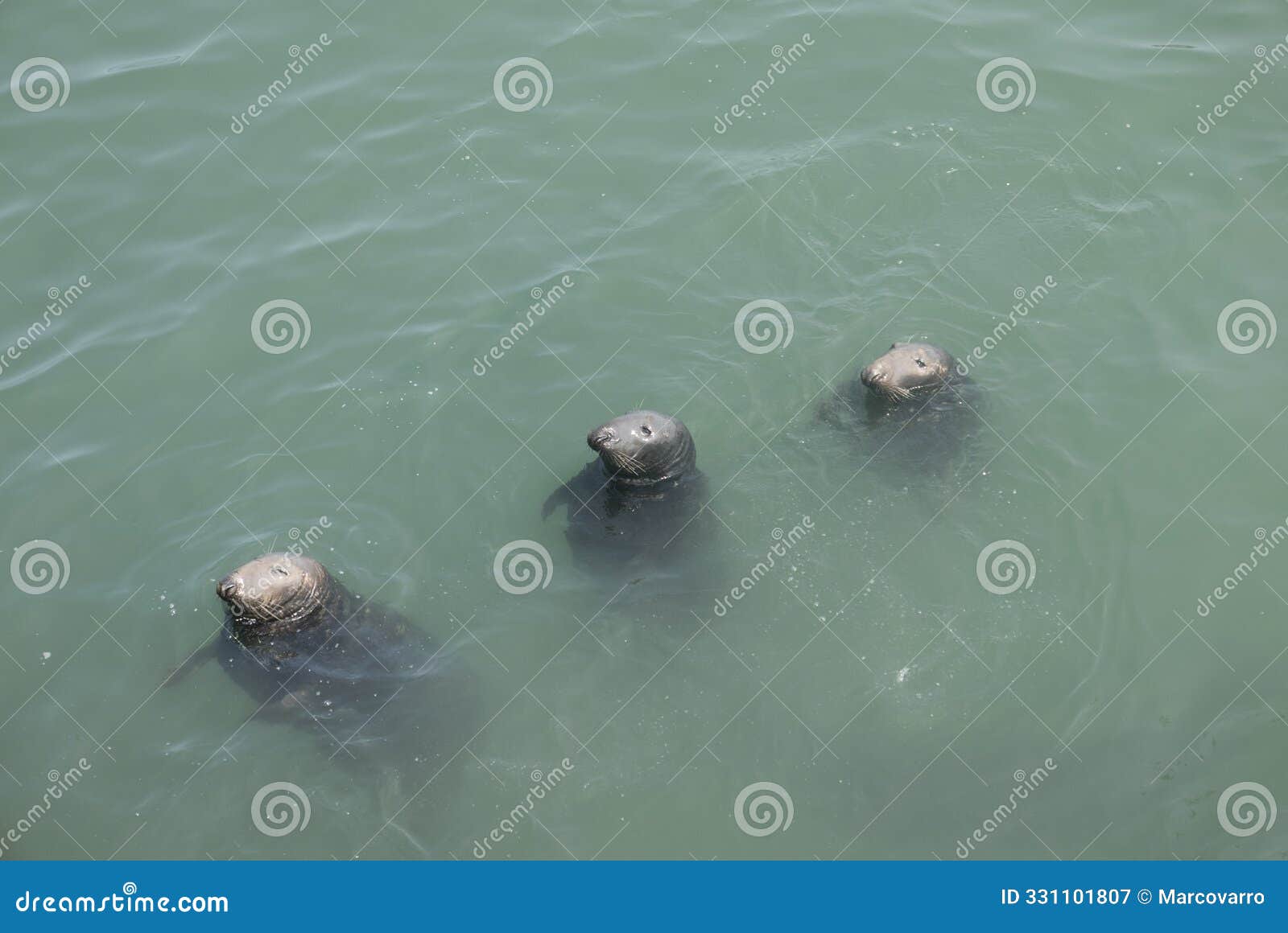 Three seals in the harbour stock image. Image of group - 331101807