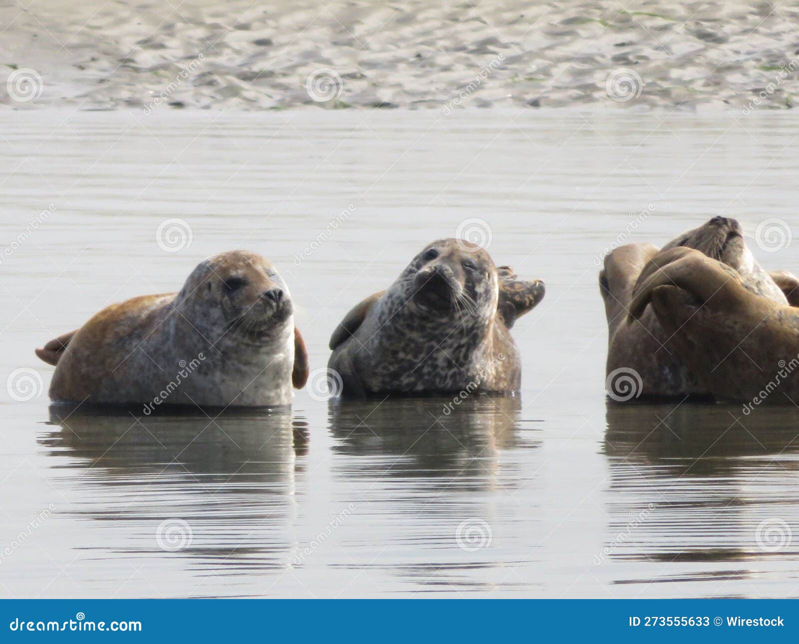 Three Seals Swimming in the Water Stock Image - Image of sunbathing, marine: 273555633