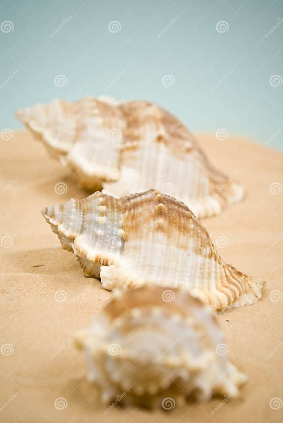 Three Seashell stock image. Image of beach, nature, shell - 12390113