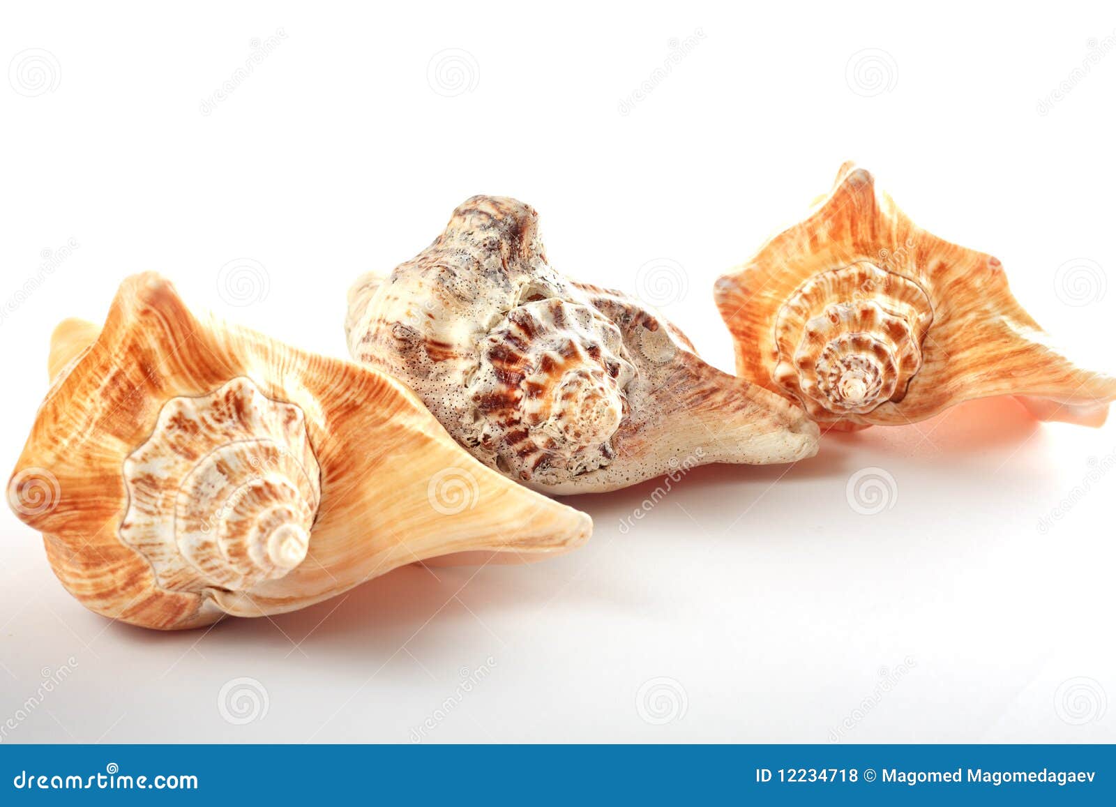 Three seashell in row stock photo. Image of shell, horizontal - 12234718