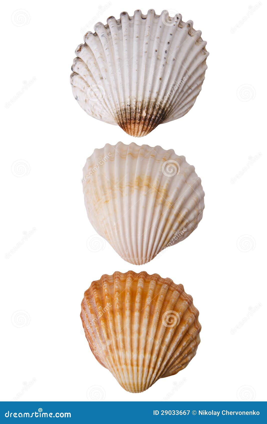 Three seashells stock image. Image of seafood, fauna - 29033667