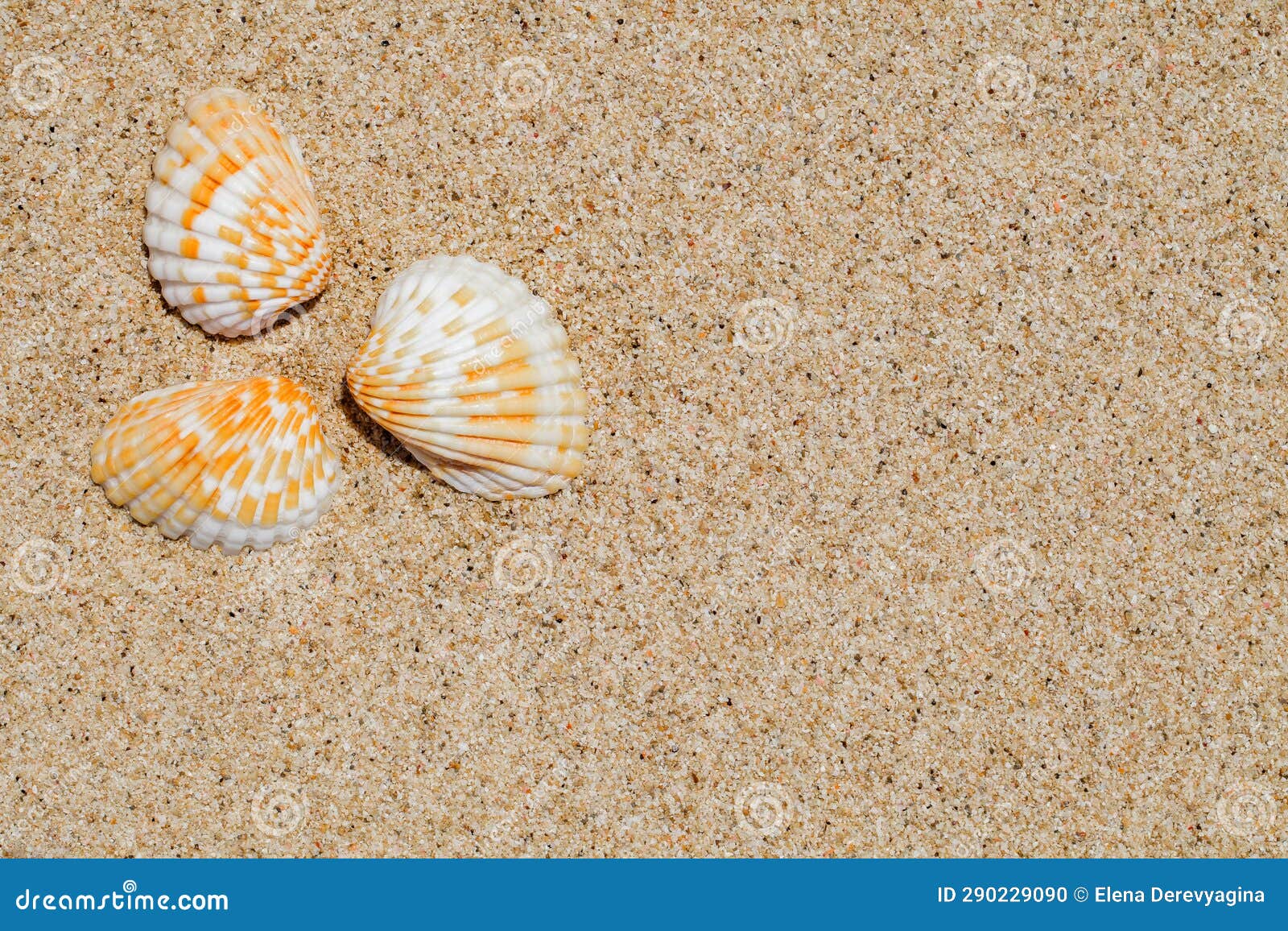 Three Seashells on Beach Sand, Close-up, Top View, Background Stock ...