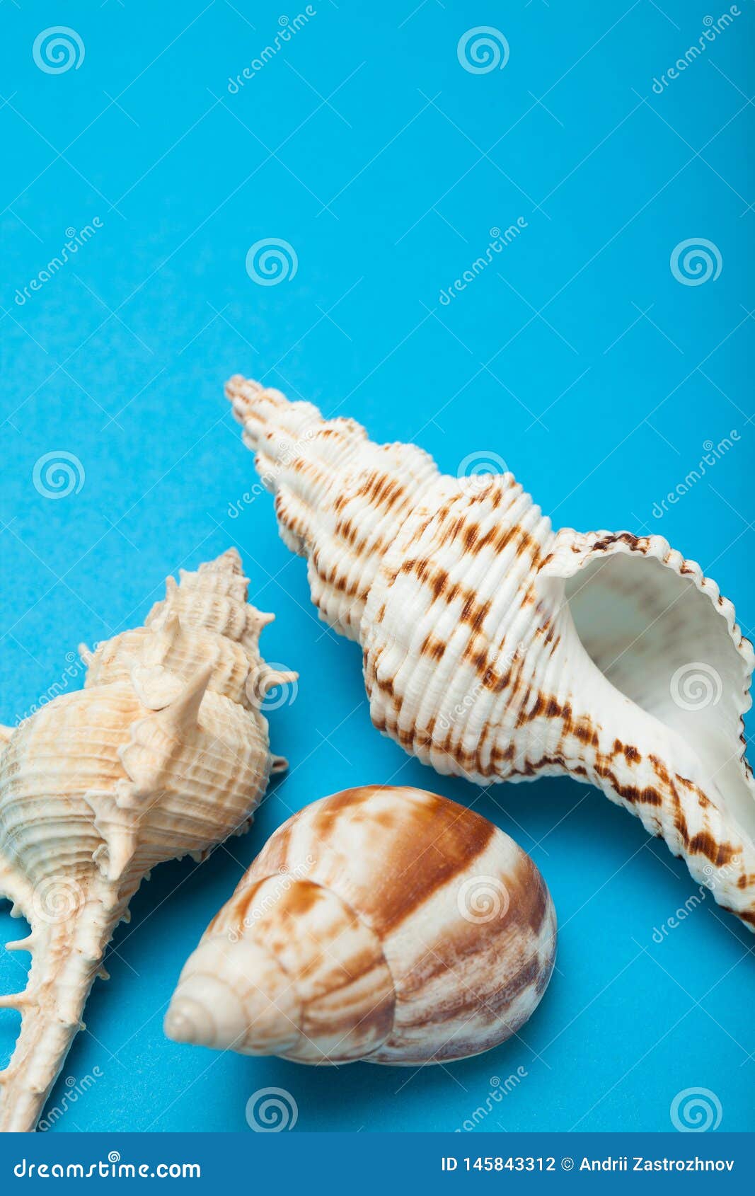 Three Seashells on a Blue Background, Vertically. Copy Space Stock ...