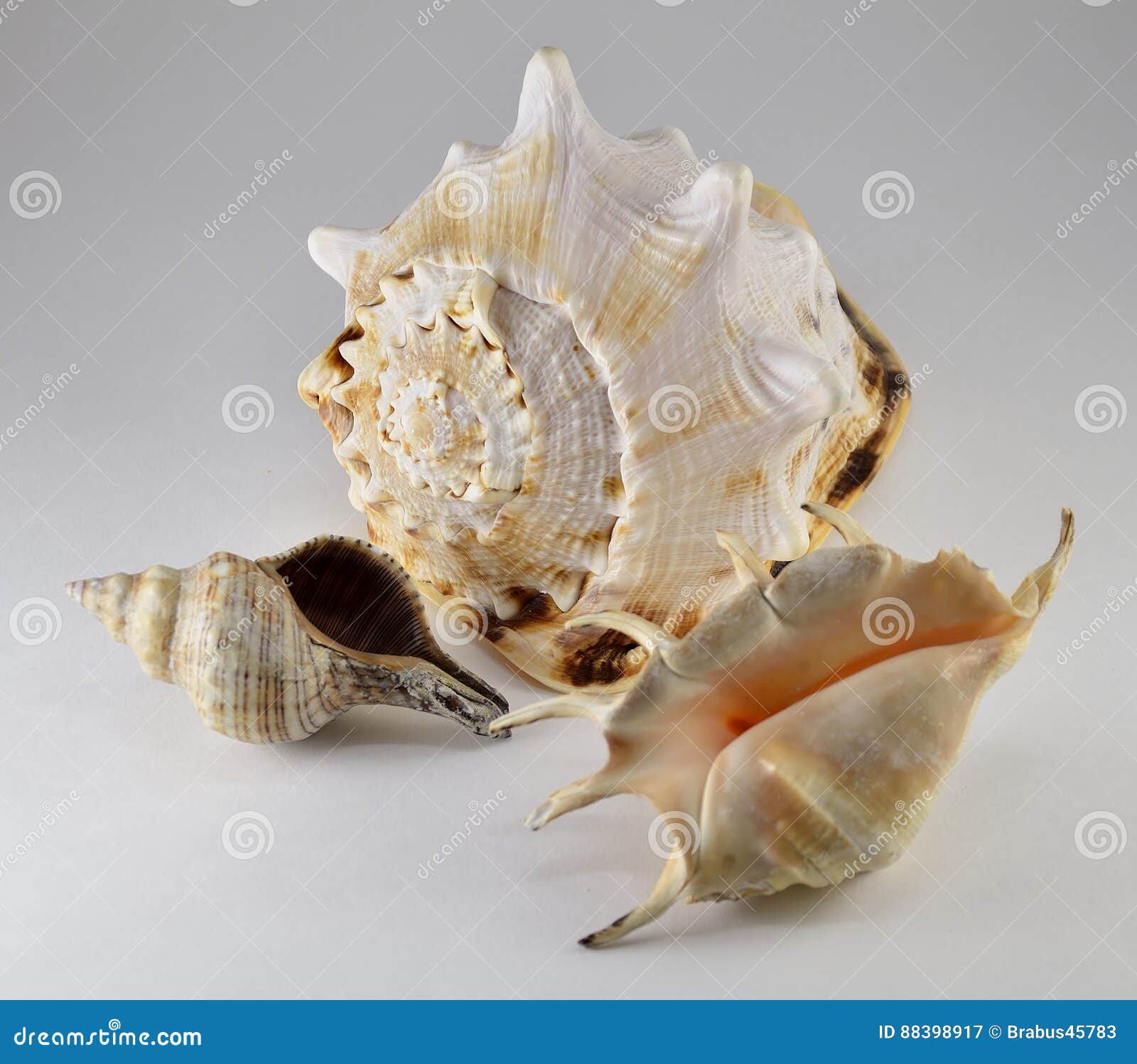 Three Seashells Stock Photo | CartoonDealer.com #57741294
