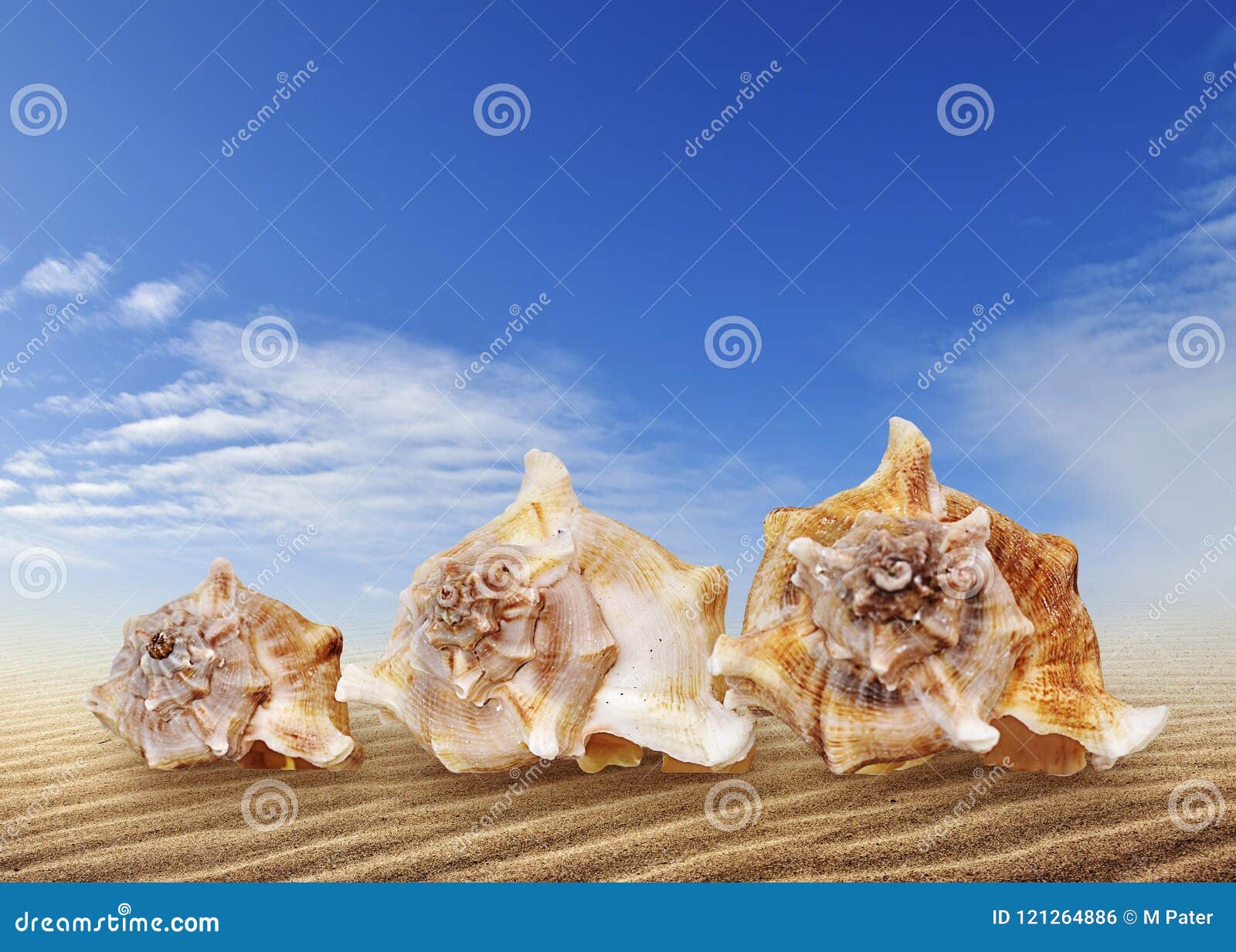 Three Seashells on the Beach with Blue Sky Stock Photo - Image of ocean ...