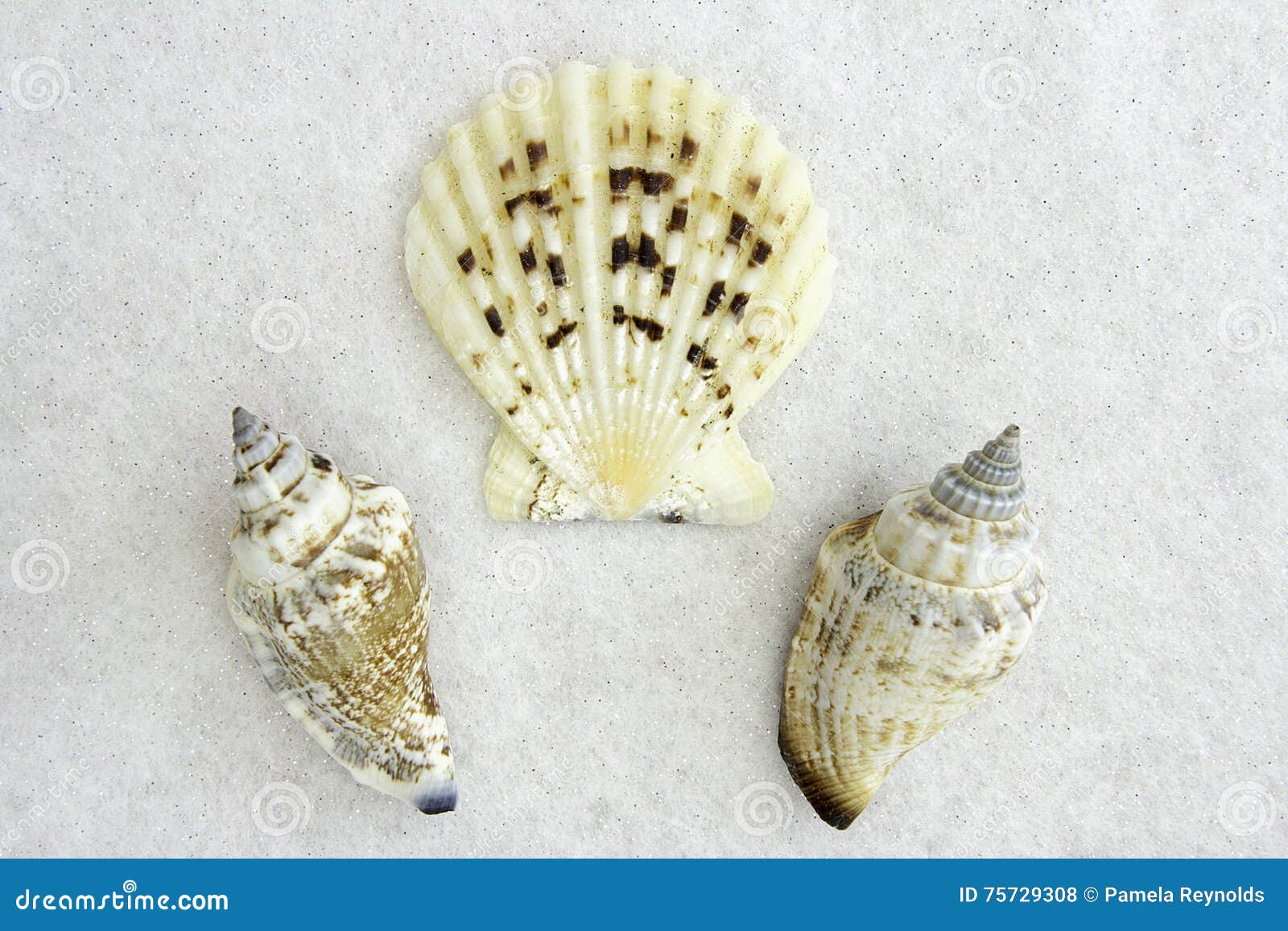 Three Seashells Stock Photo | CartoonDealer.com #57741294