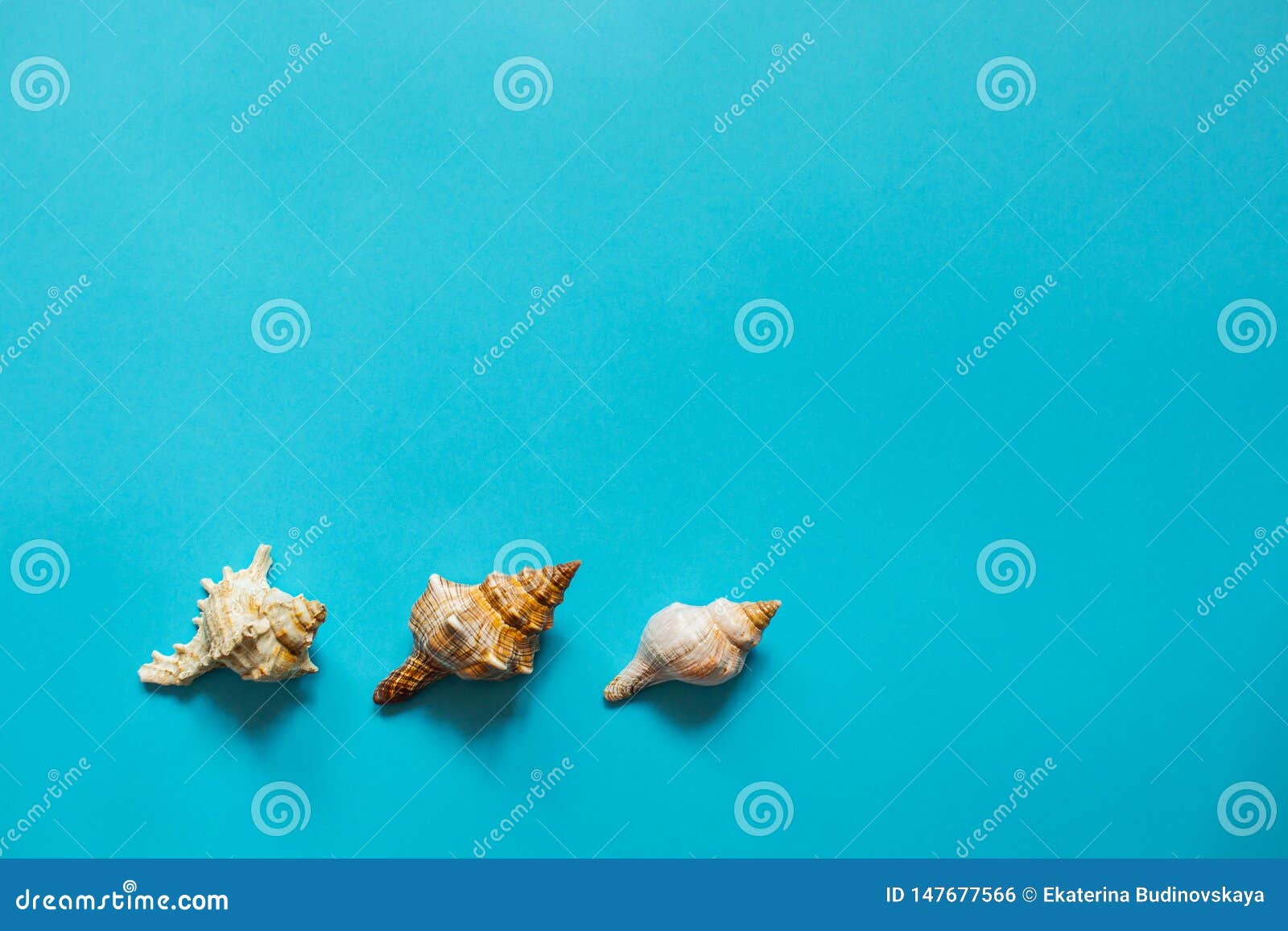 Seashells flat lay stock photo. Image of flat, nautical - 147677566