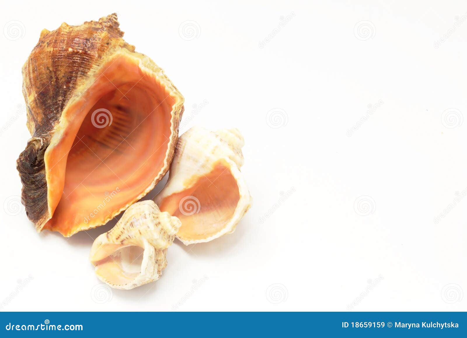 Three Nautilus Shell On White Florida Beach Sand Under The Sun Stock ...