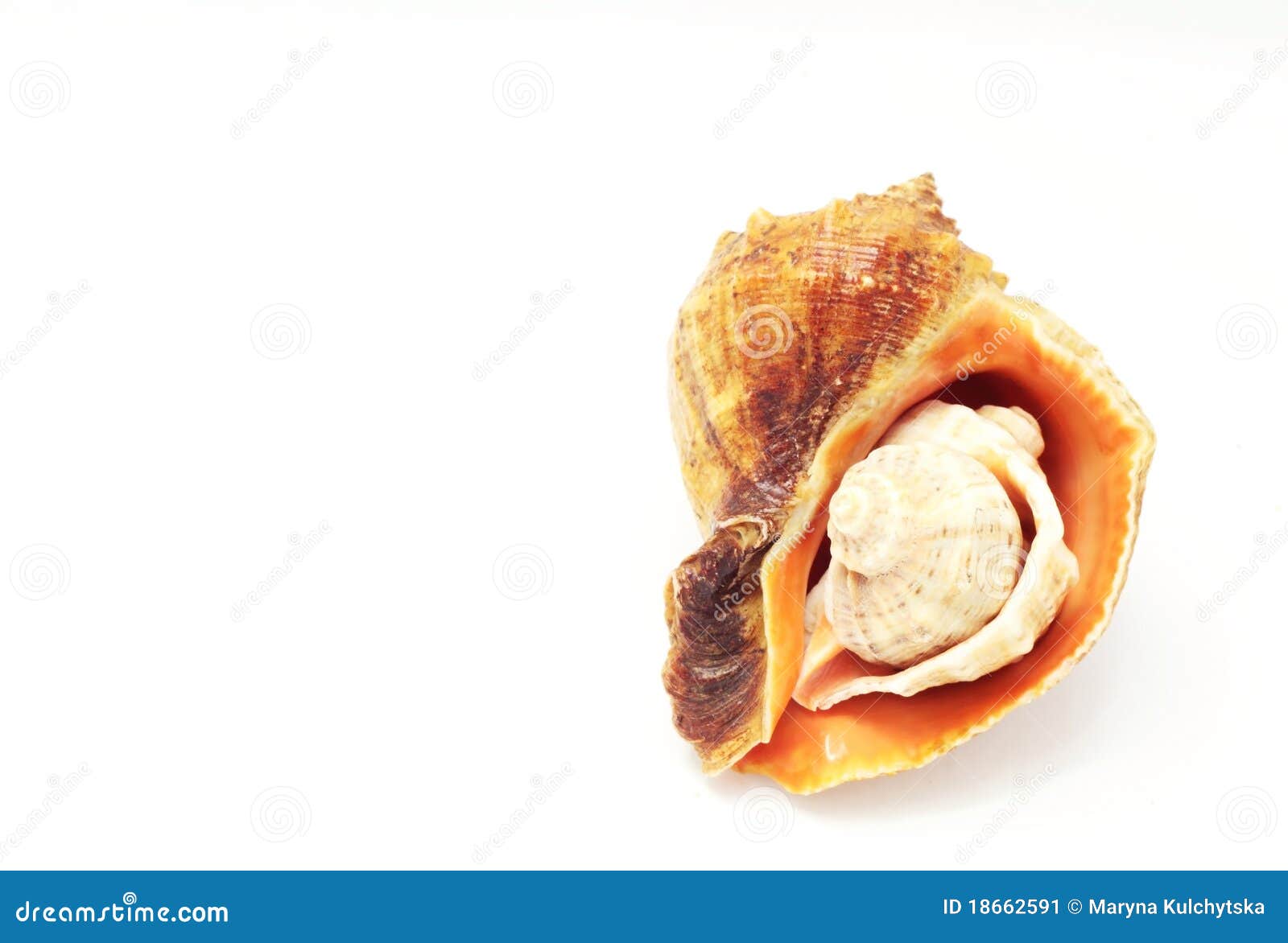 Three Nautilus Shell On White Florida Beach Sand Under The Sun Stock ...