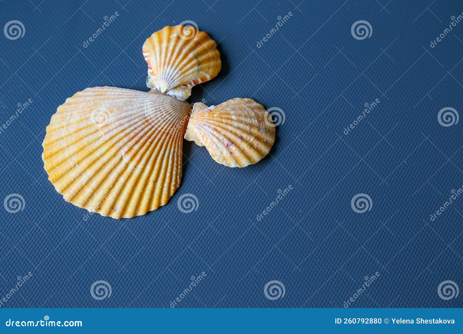Three Seashells Orange Color Stock Photo - Image of produce, orange ...