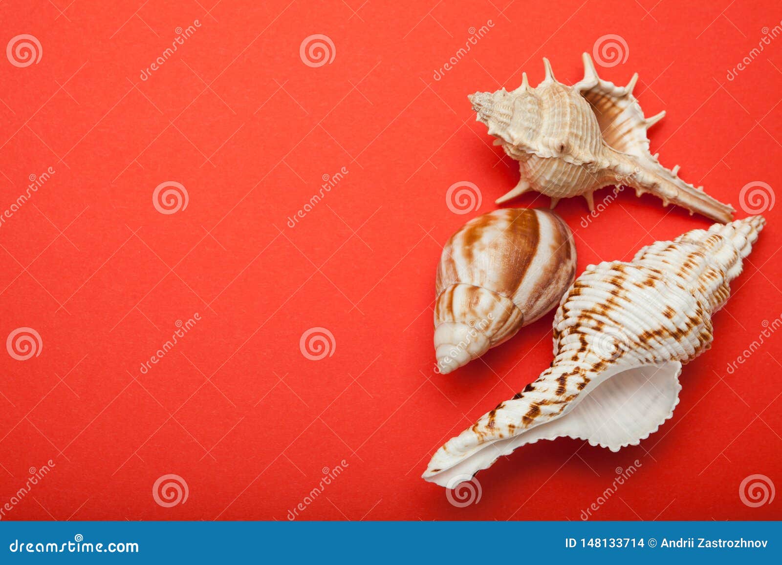Three Seashells Stock Photo | CartoonDealer.com #57741294