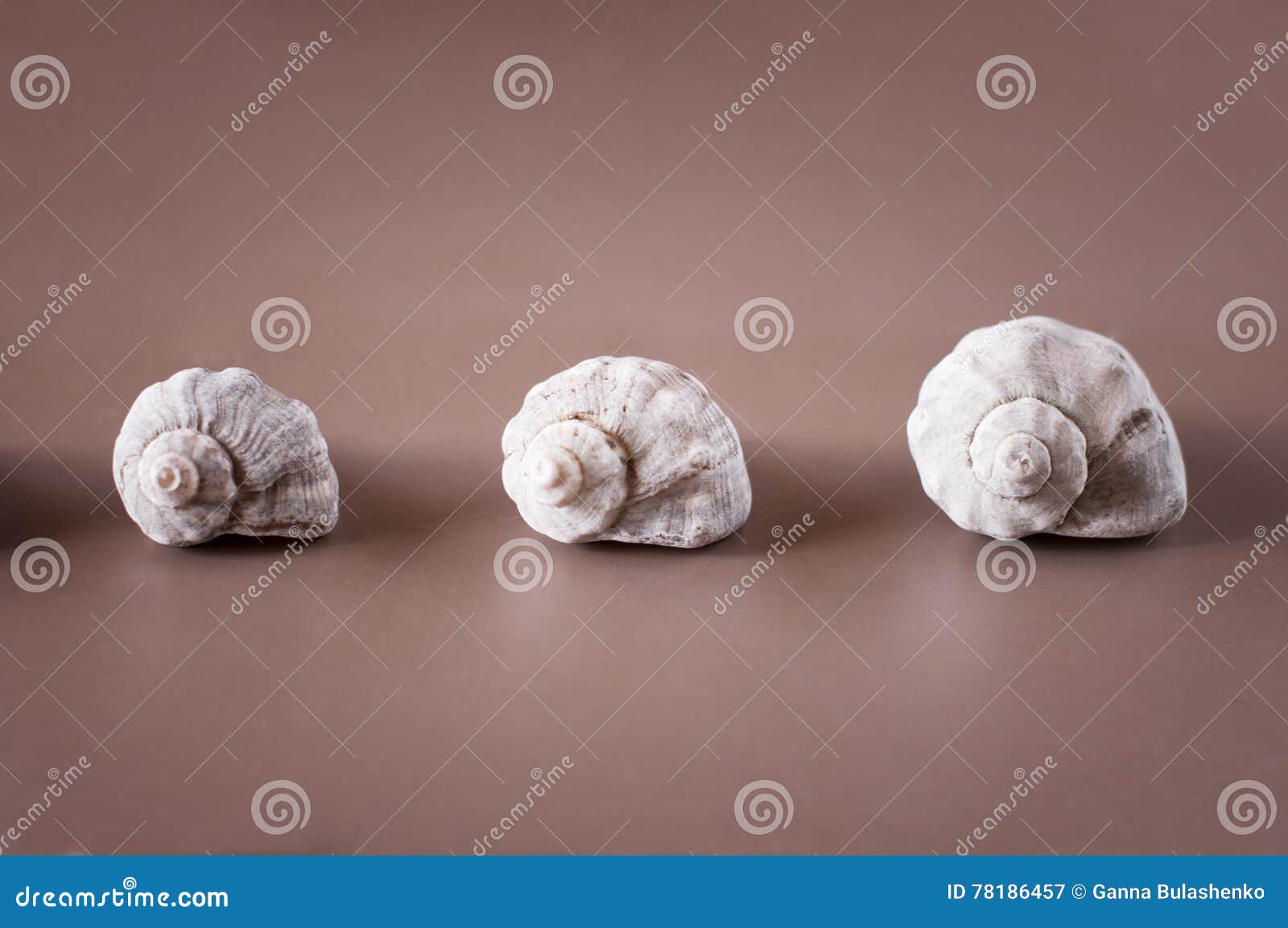 Three Seashells in a Row Over Pink Background. Stock Image - Image of ...
