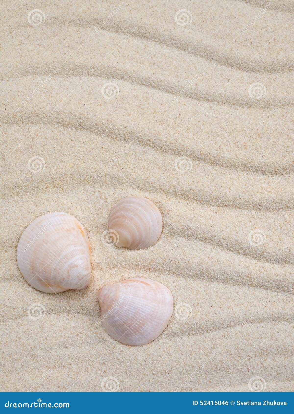 Three seashells stock photo. Image of travel, marine - 52416046