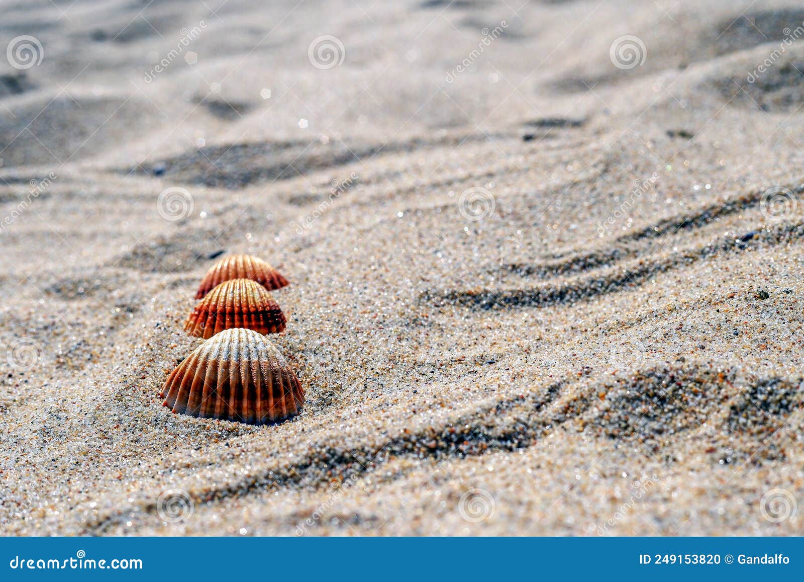Three Seashells Stock Photo | CartoonDealer.com #57741294
