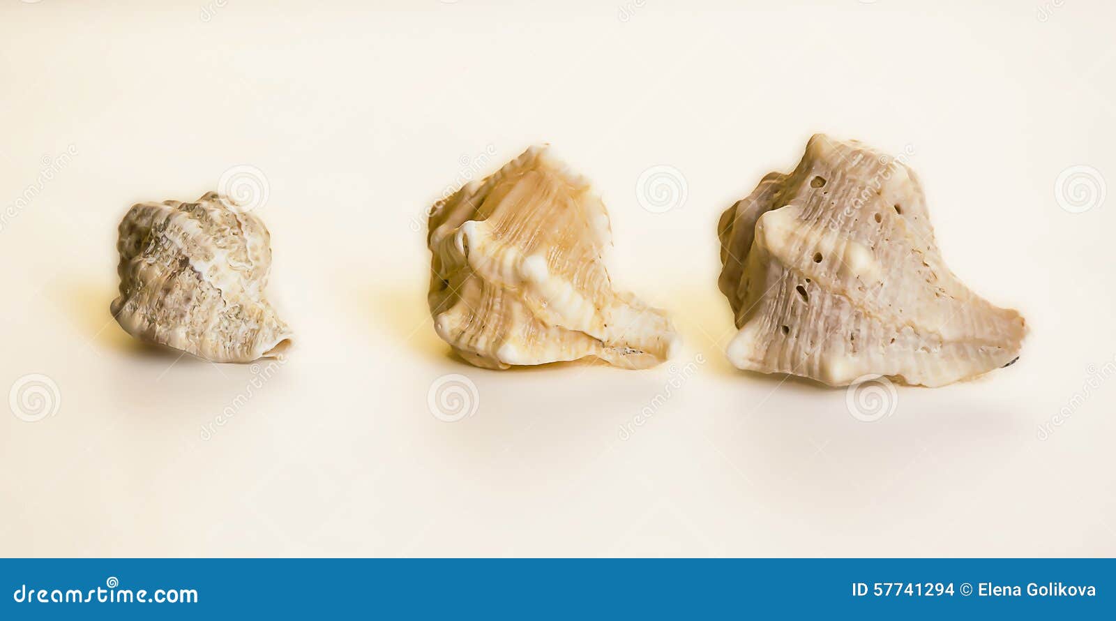 Three seashells stock photo. Image of shellfish, large - 57741294