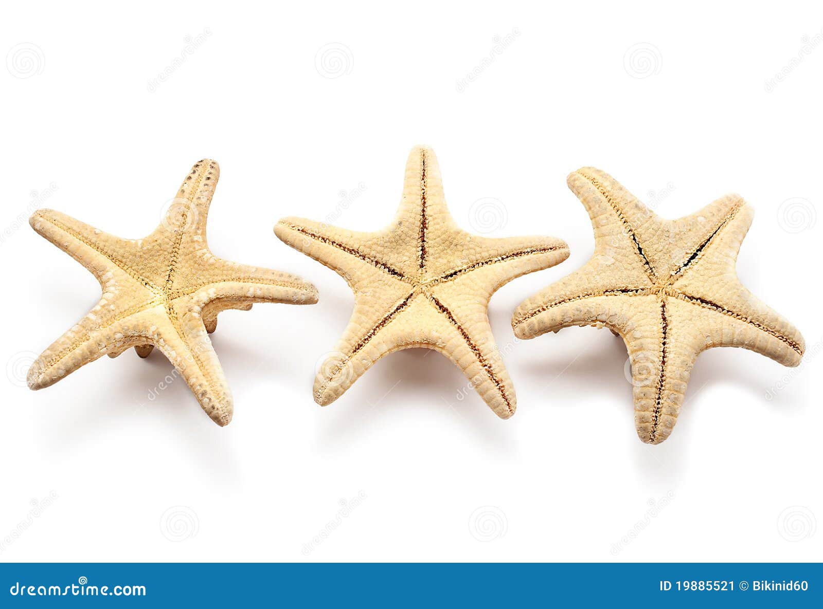 Three seastars stock image. Image of diving, creature - 19885521