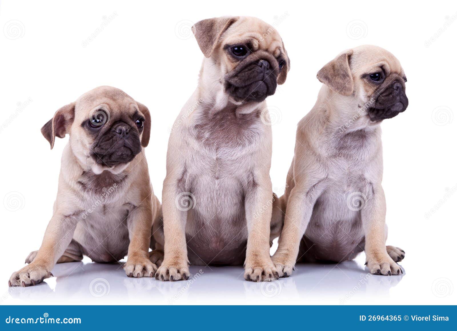 Three Seated Pug Puppy Dogs Stock Image - Image of fawn, canine: 26964365